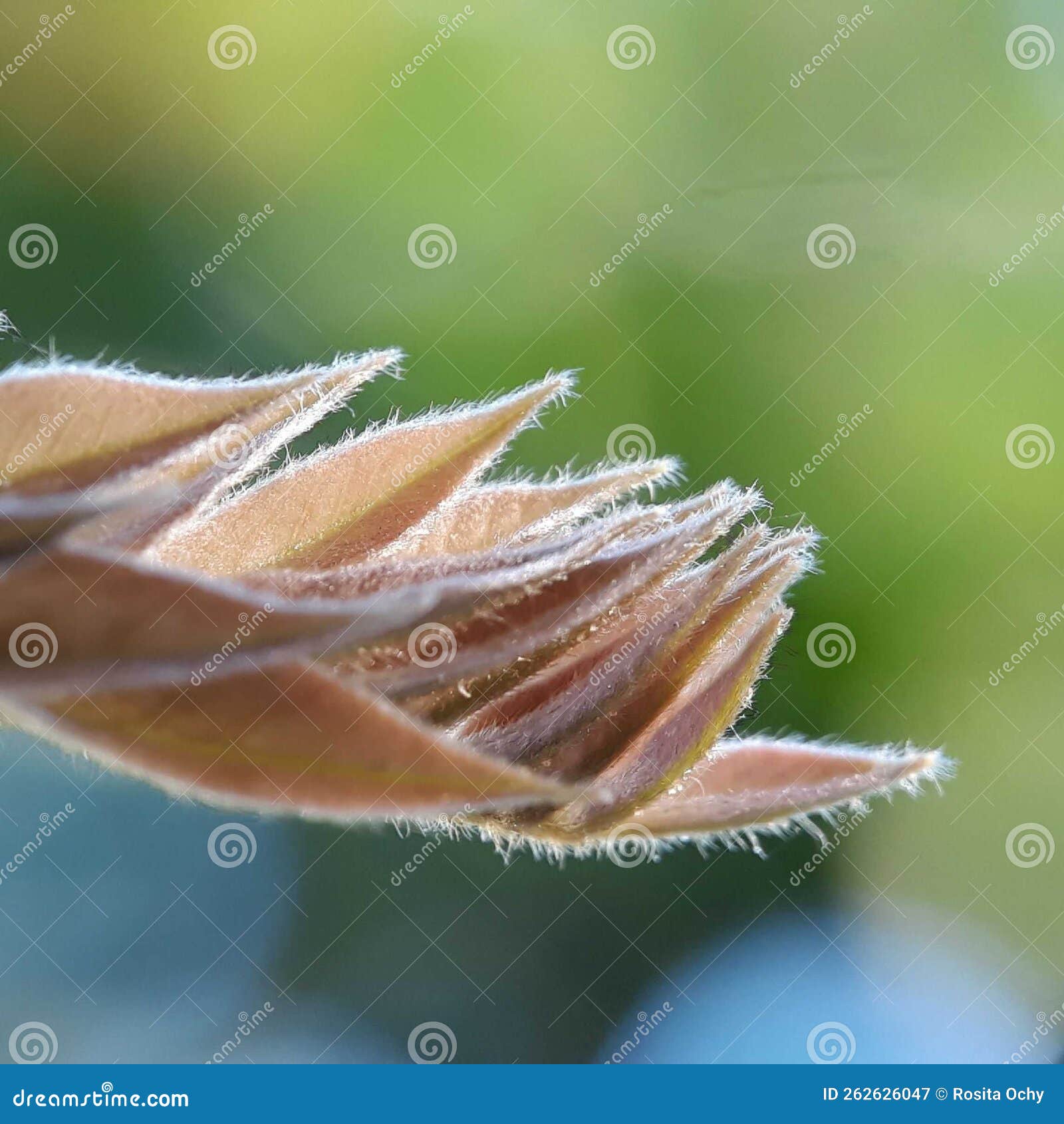 Young Leaves of Star Fruit. Stock Image - Image of star, branch: 262626047