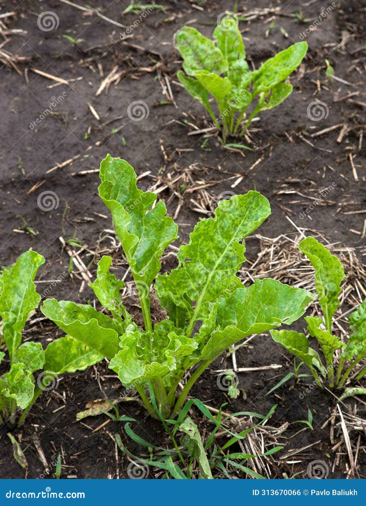 Young Leaves Sugar Beet in the Field, Top Side View Stock Photo - Image ...