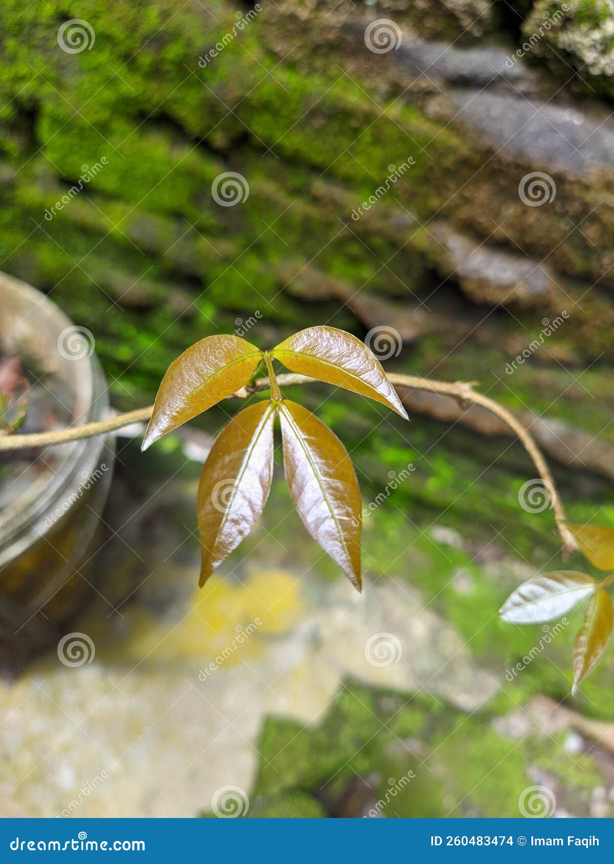 Young Leaves of the Tamarind Tree or Pithecellobium Dulce Stock Photo ...