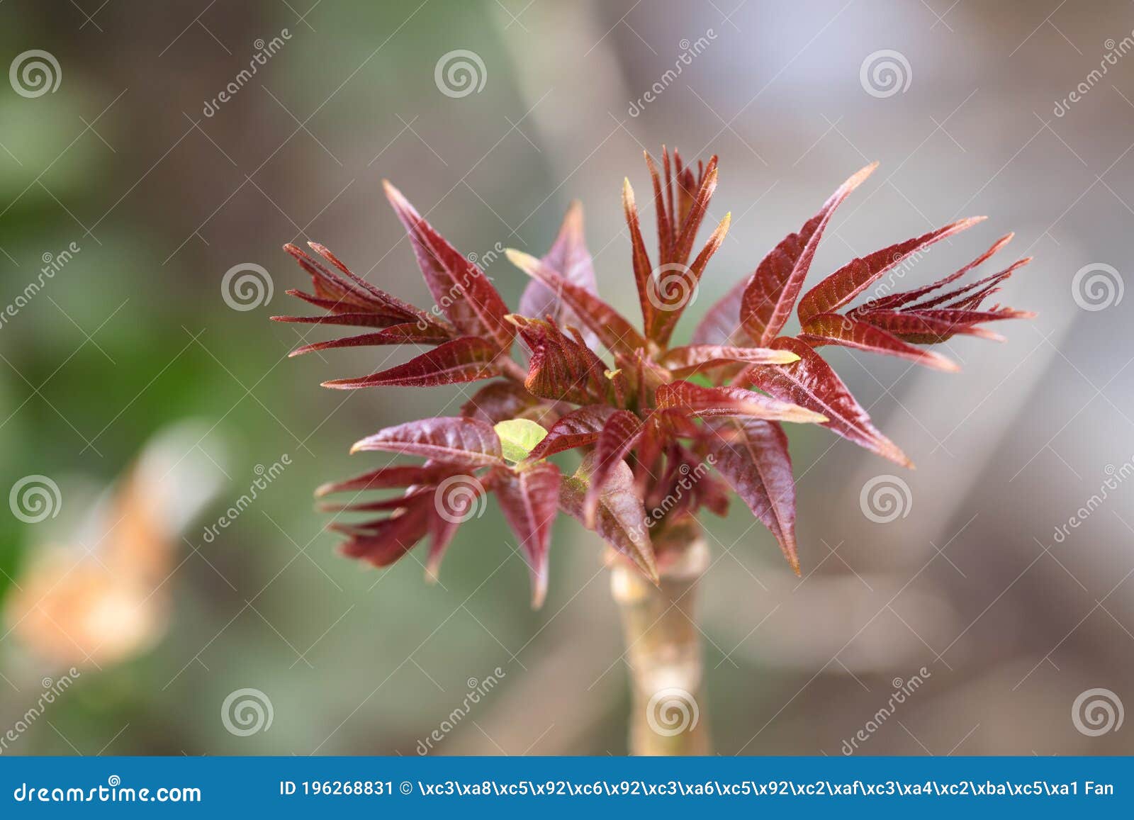 Young leaves of toon tree stock image. Image of sprouting - 196268831
