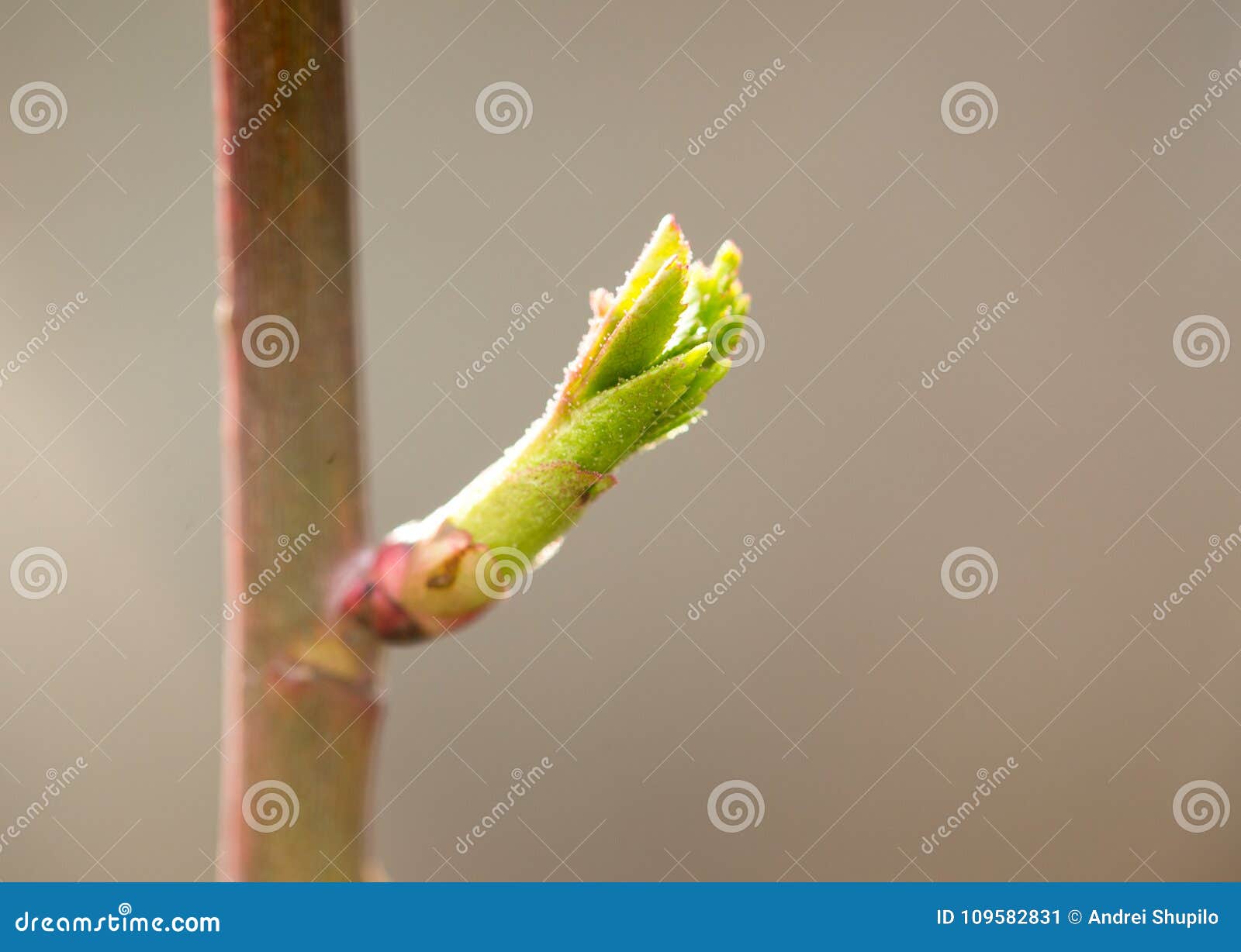 Young Leaves on Tree Branches in Spring Stock Image - Image of nature ...