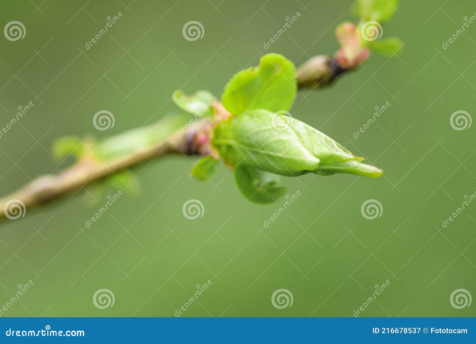 Young Leaves Wake Up on the Trees Spring Comes - Image Stock Image ...