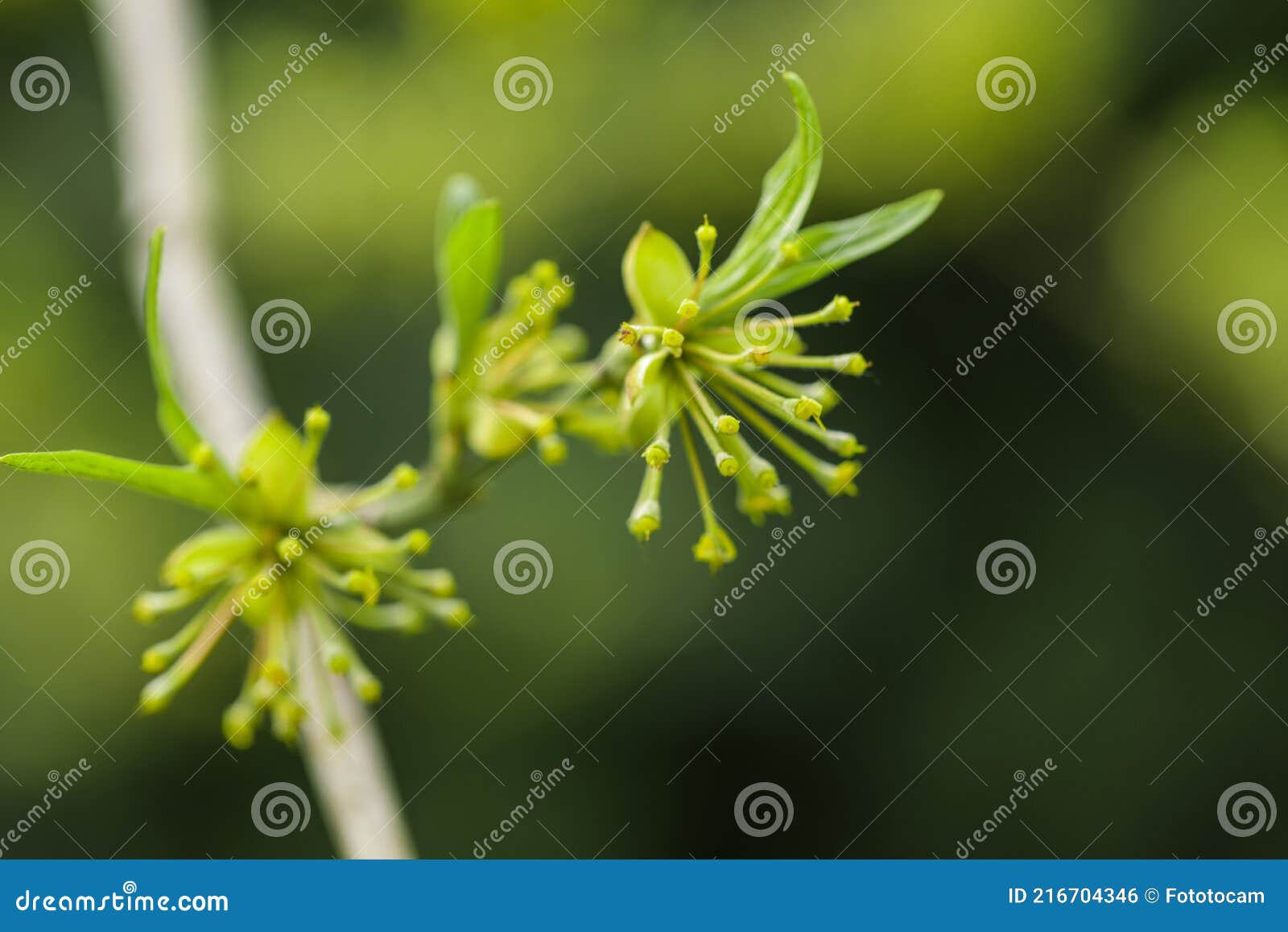 Young Leaves Wake Up on the Trees Spring Comes - Image Stock Photo ...