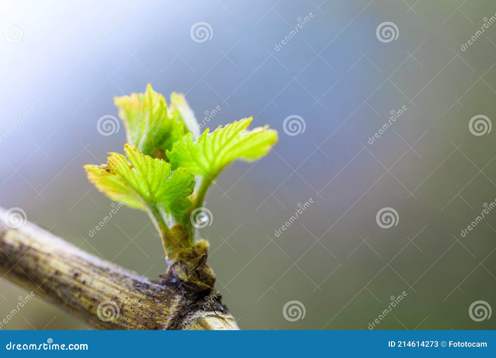 Young Leaves Wake Up on the Trees Spring Comes - Image Stock Image ...