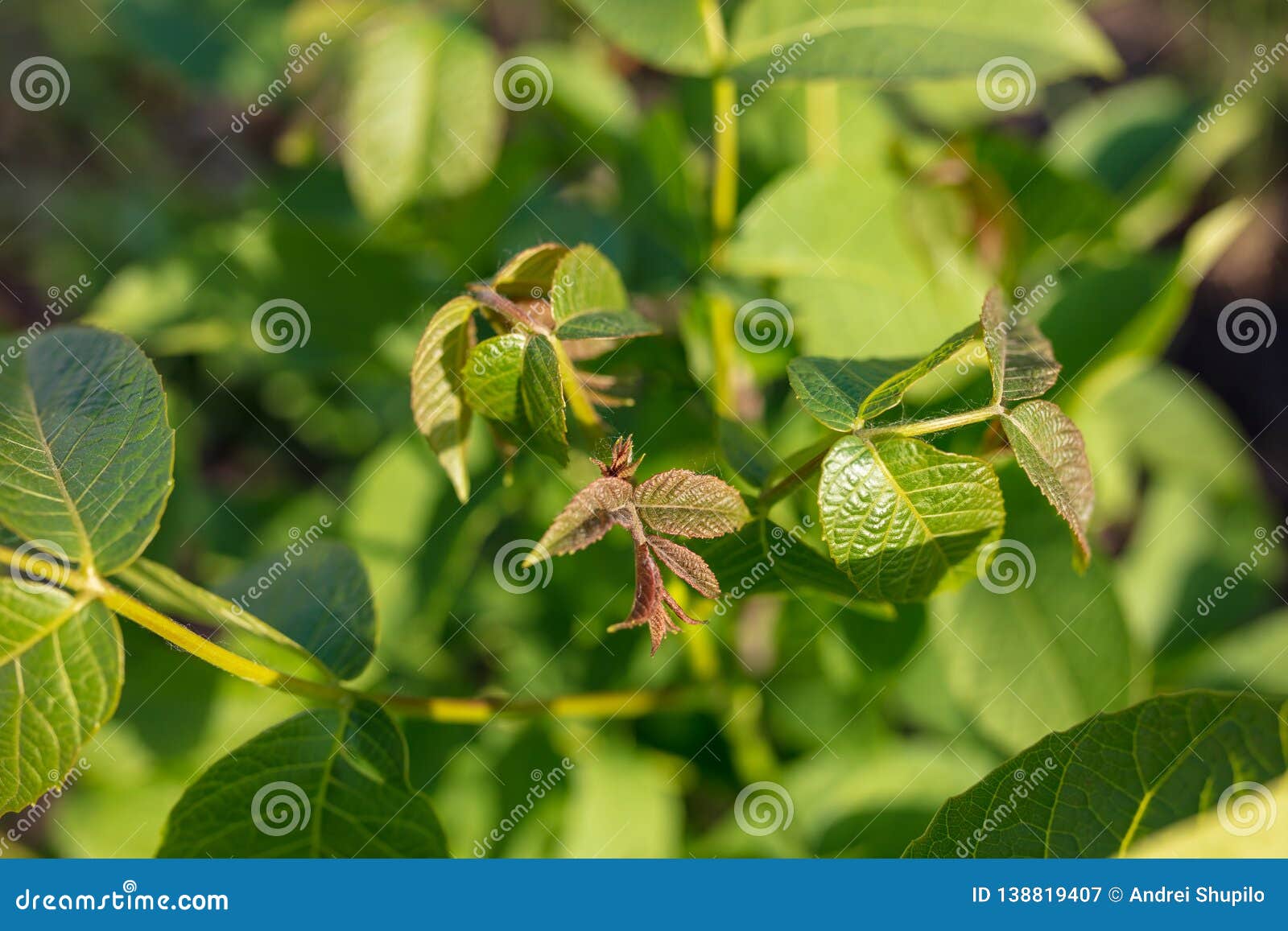 Young Leaves on a Walnut Tree in Spring Stock Image - Image of leaf ...