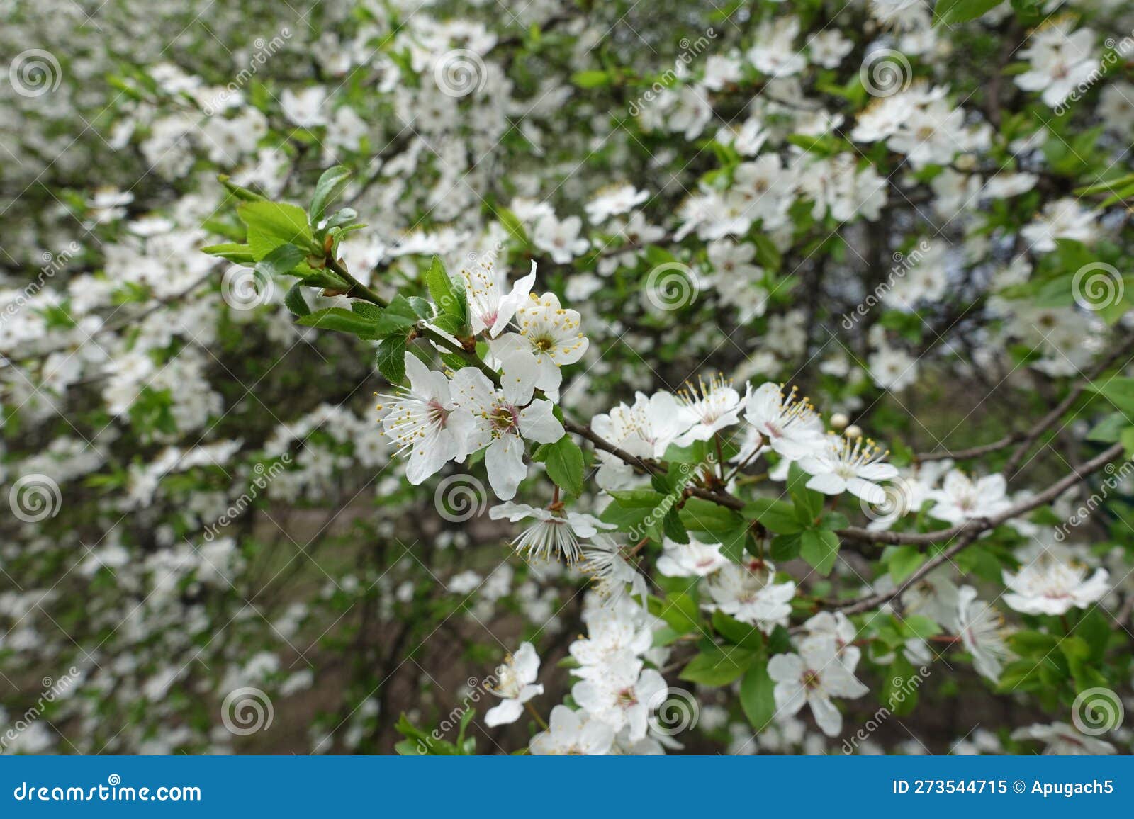 Young Leaves and White Flowers of Plum in April Stock Image - Image of ...