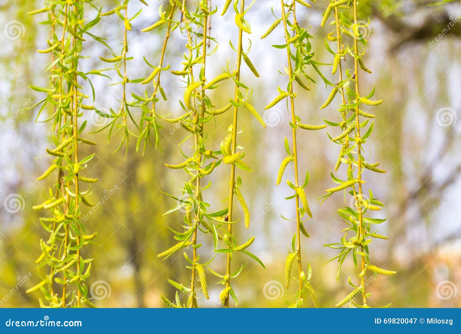 Young Leaves of Willow Tree Stock Image - Image of country, season ...