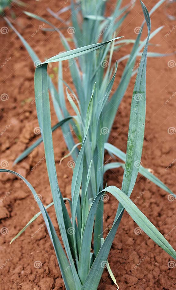 Young leek in the ground stock photo. Image of production - 25492404