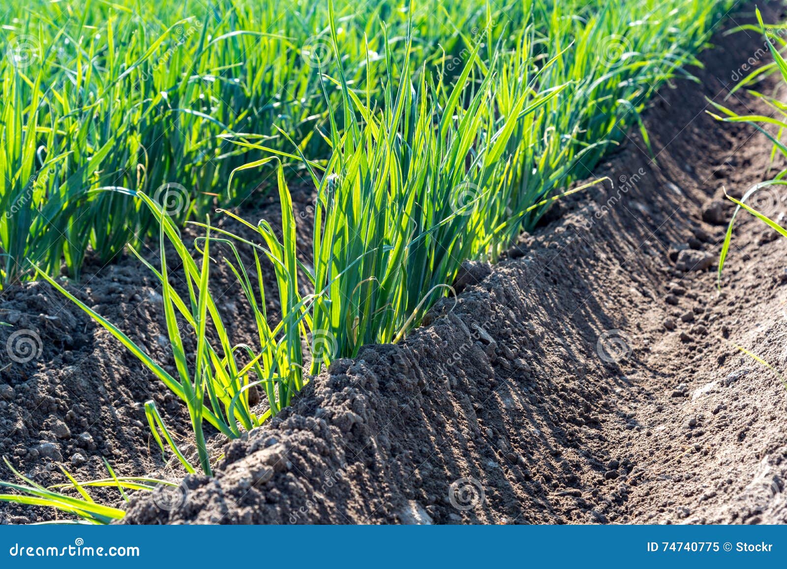 Young leek plantation stock image. Image of early, leek - 74740775