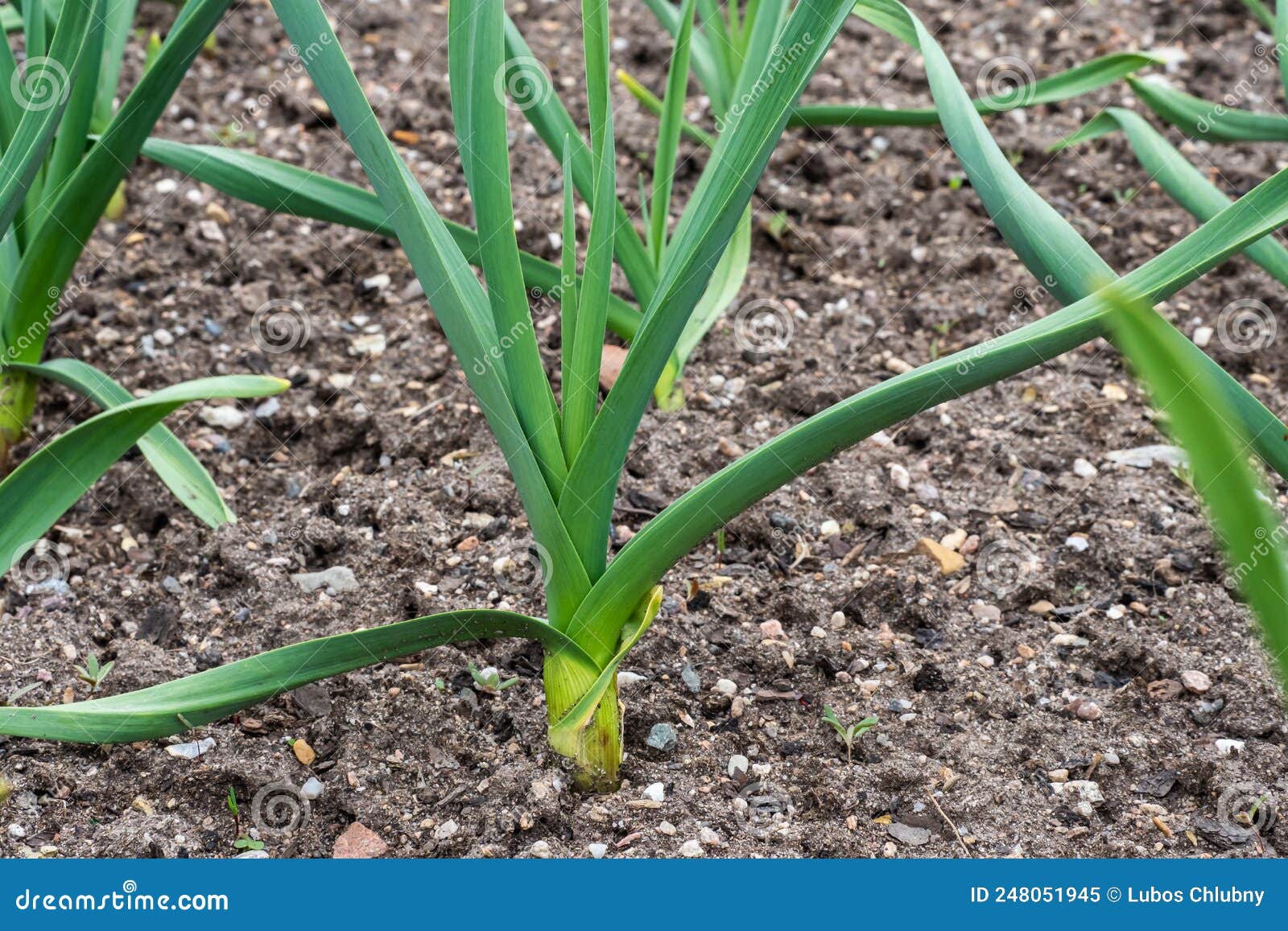 Young Leek Plants Growing in a Vegetable Garden Stock Image - Image of ...