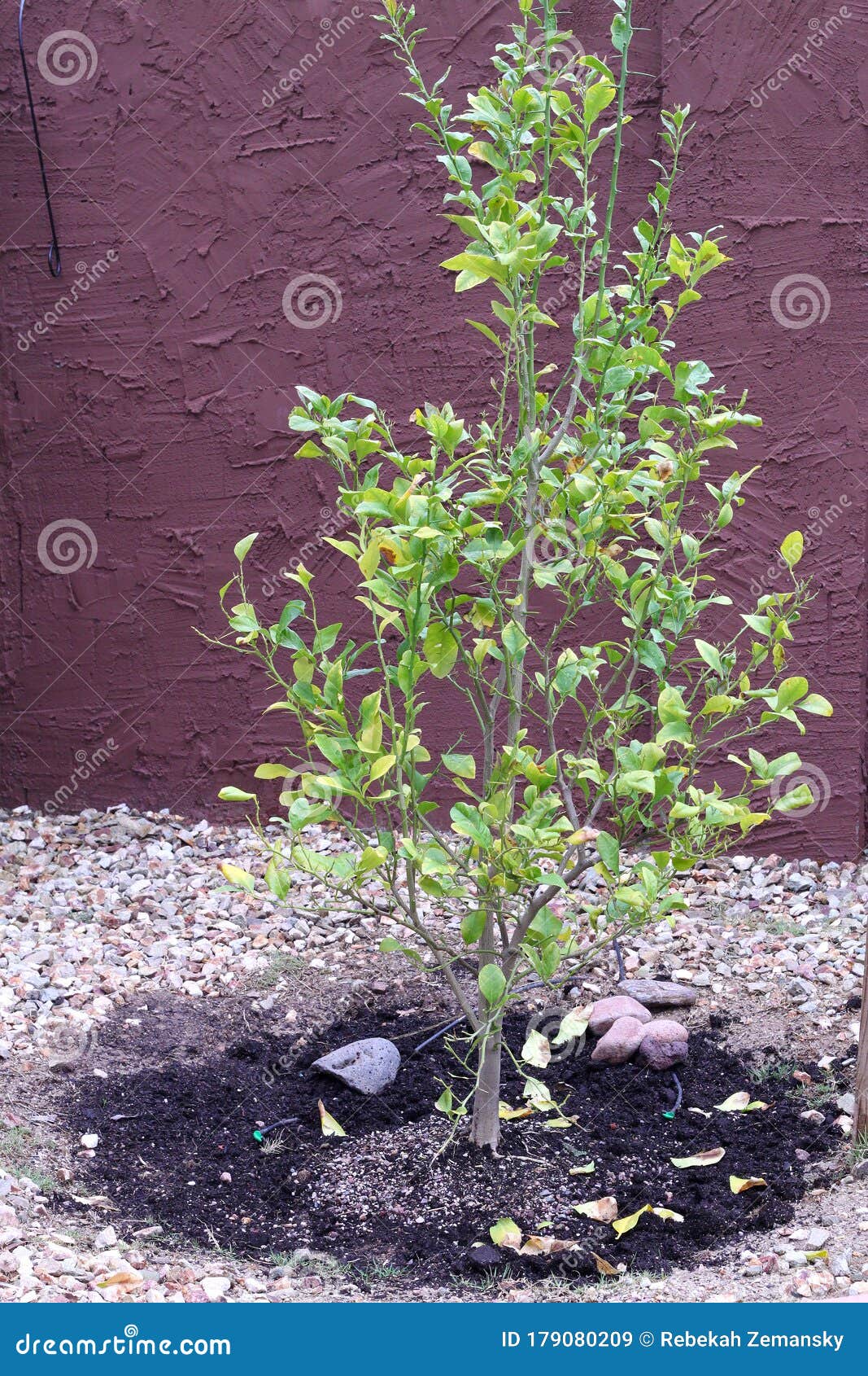 Lemon tree 8431 c stock image. Image of domestic, beautiful - 179080209