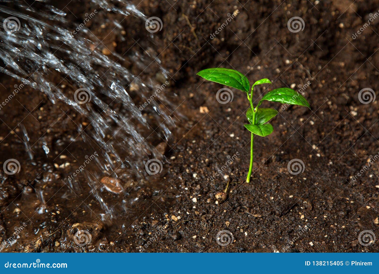 Water Droplets on the Sapling Stock Image - Image of growth, droplet ...