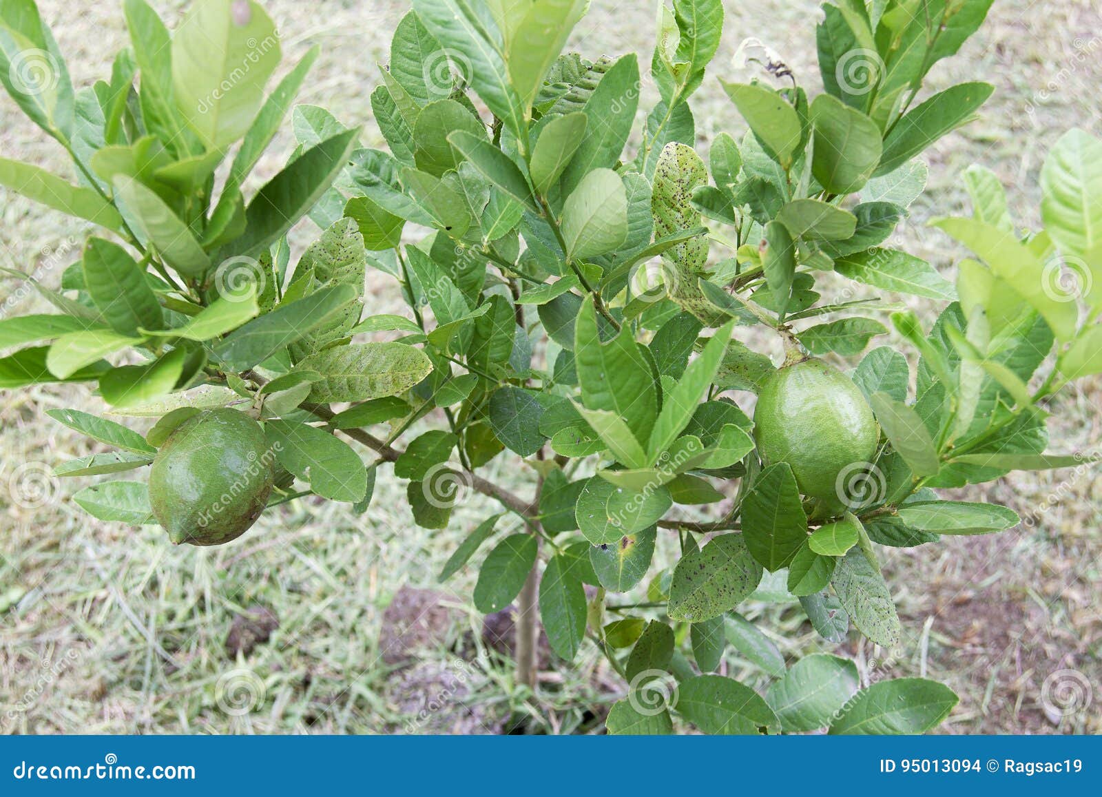 Young lemon tree seedlings stock photo. Image of dwarf - 95013094