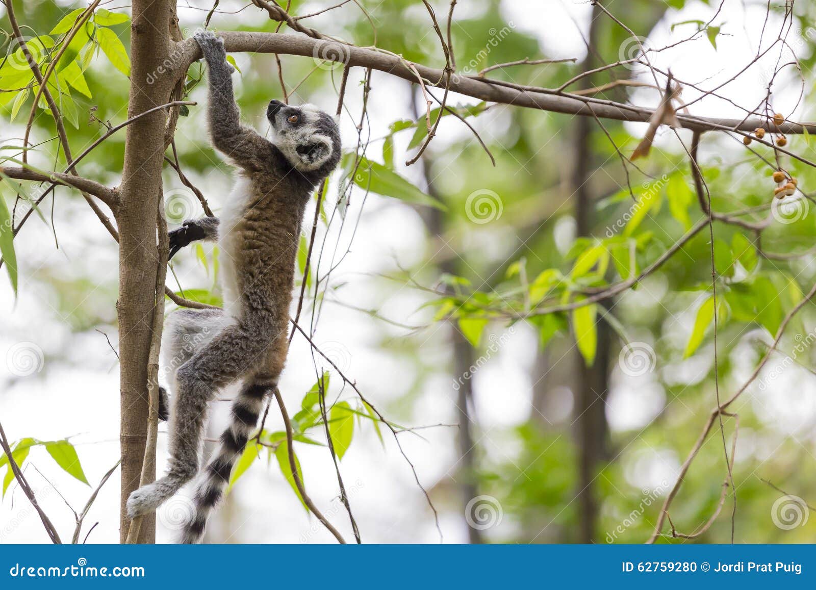 Young Lemur Climbing a Tree in Madagascar Stock Photo - Image of baby ...