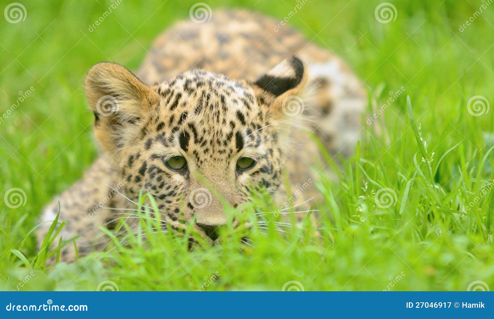 Young Leopard stock image. Image of pardus, nature, baby - 27046917