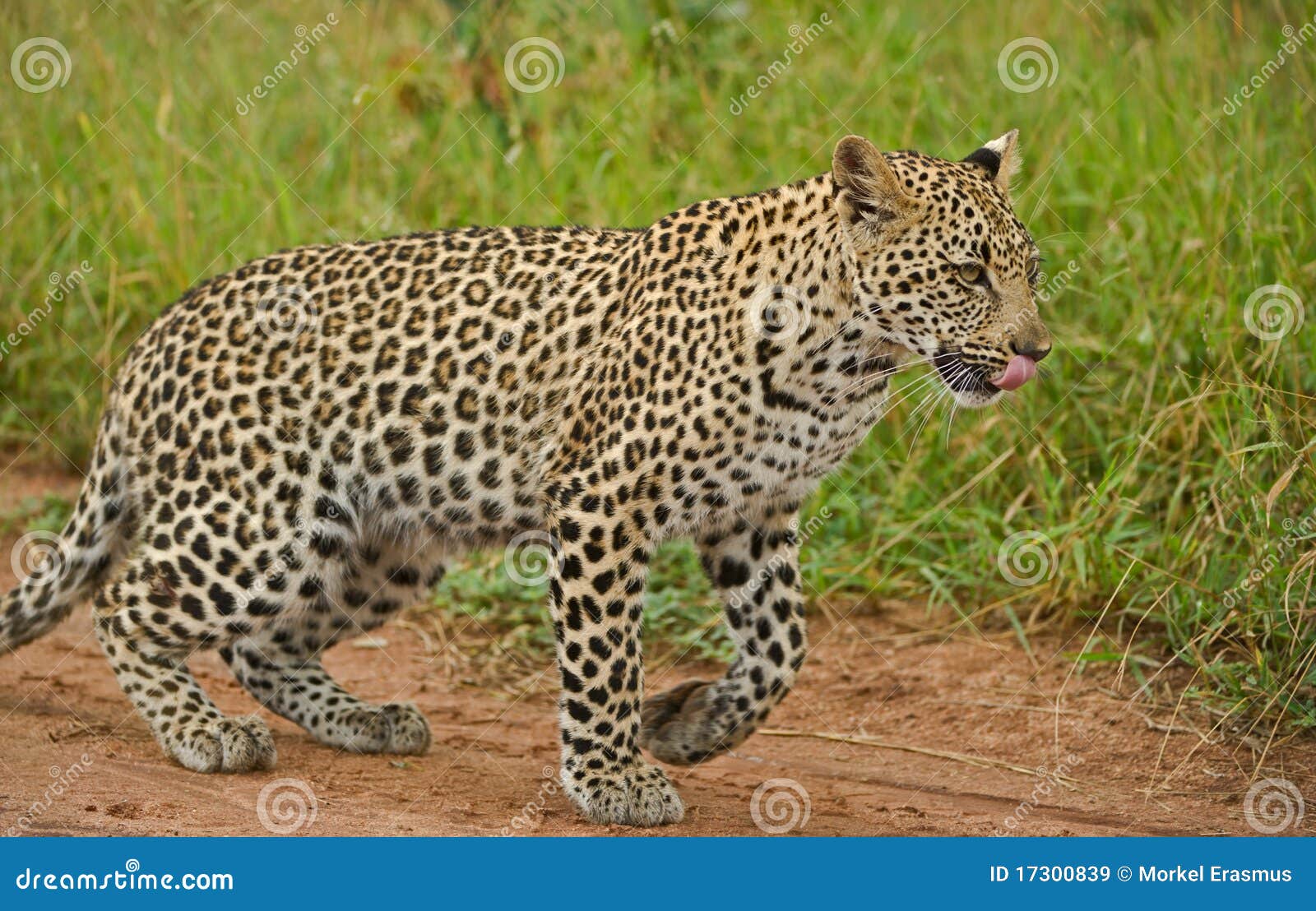 Young Leopard in the African Wilderness Stock Image - Image of tourism ...