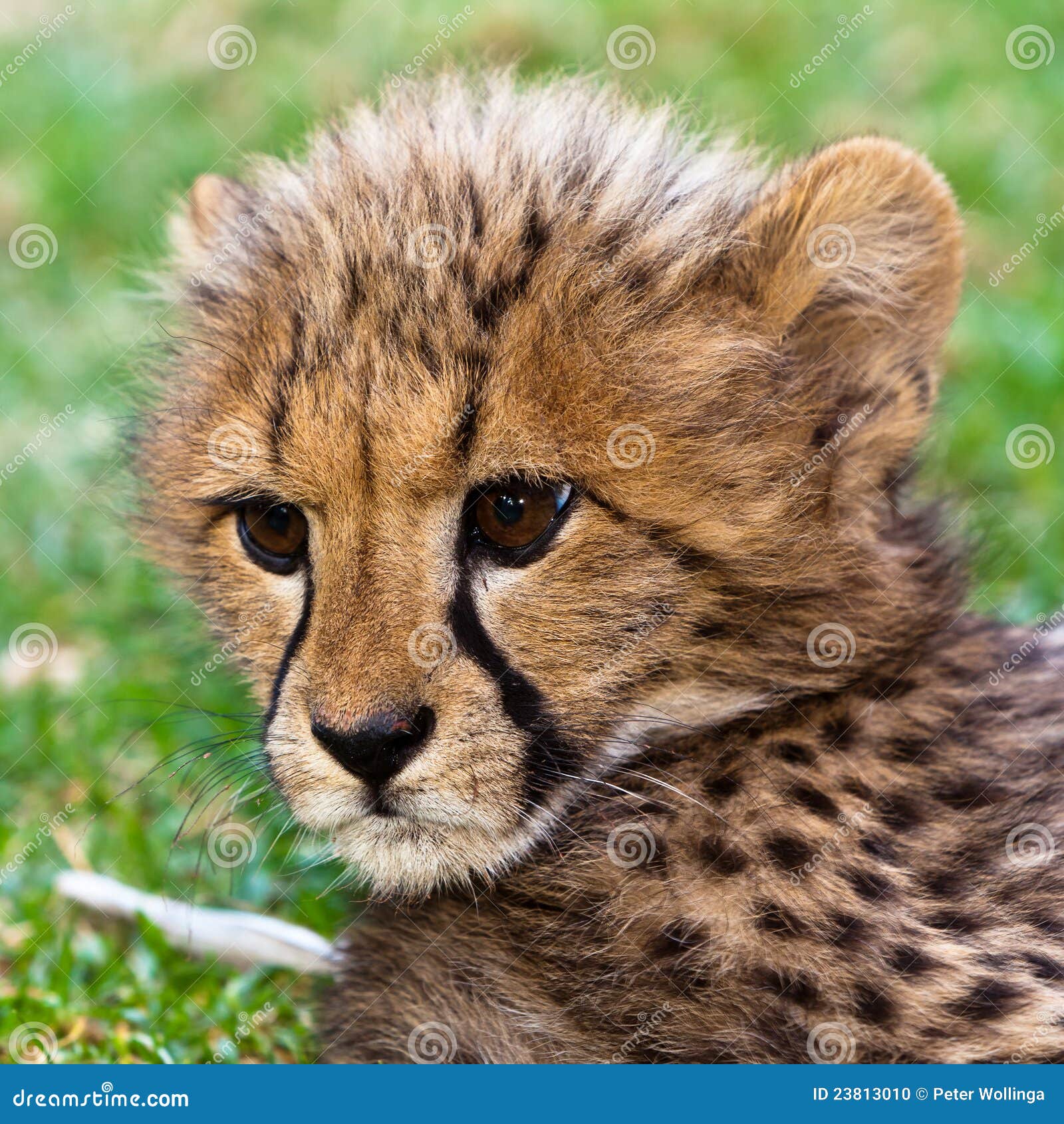 Young leopard baby stock photo. Image of endangered, safari - 23813010