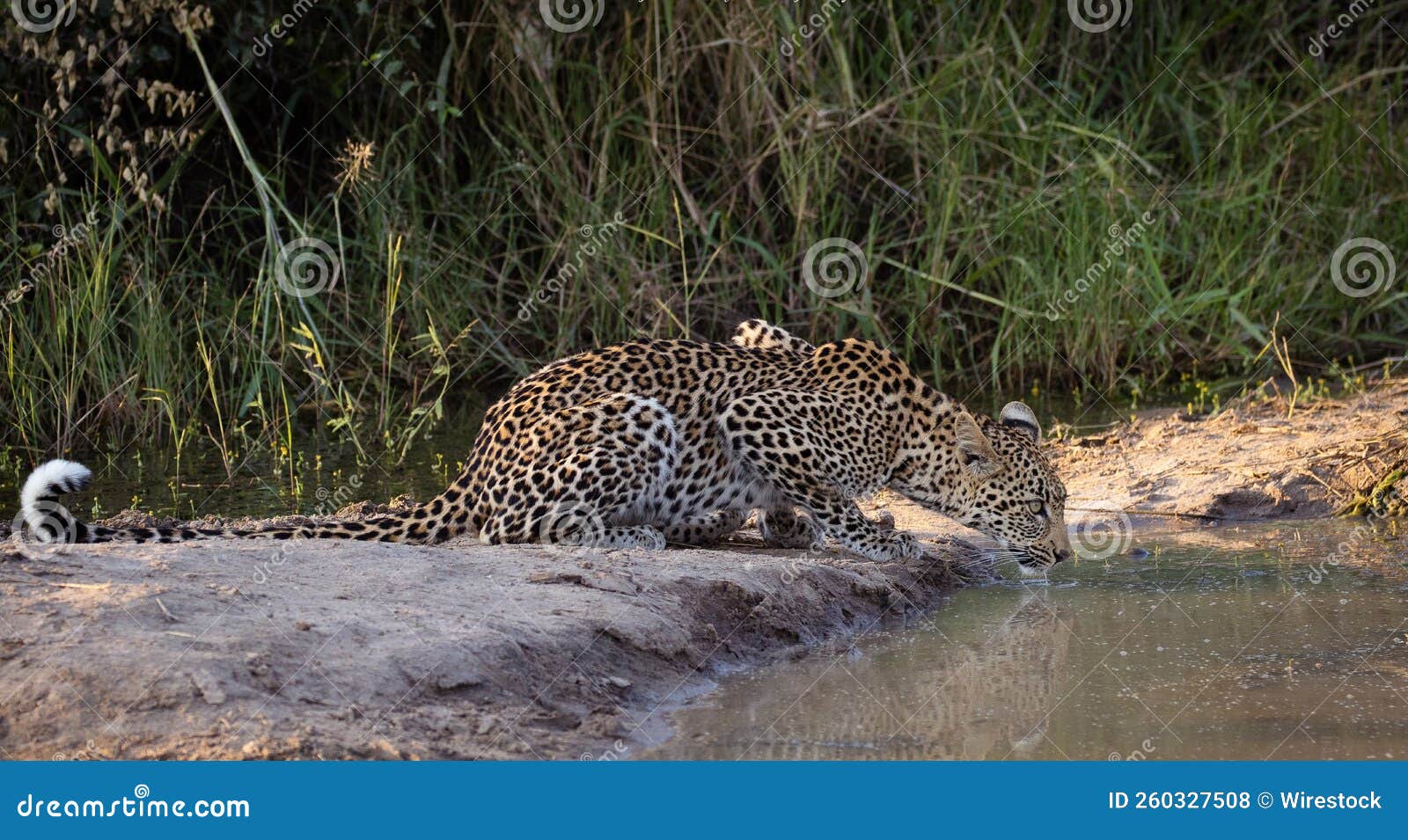 Young Leopard Drinking Water from Lake Stock Photo - Image of animal ...