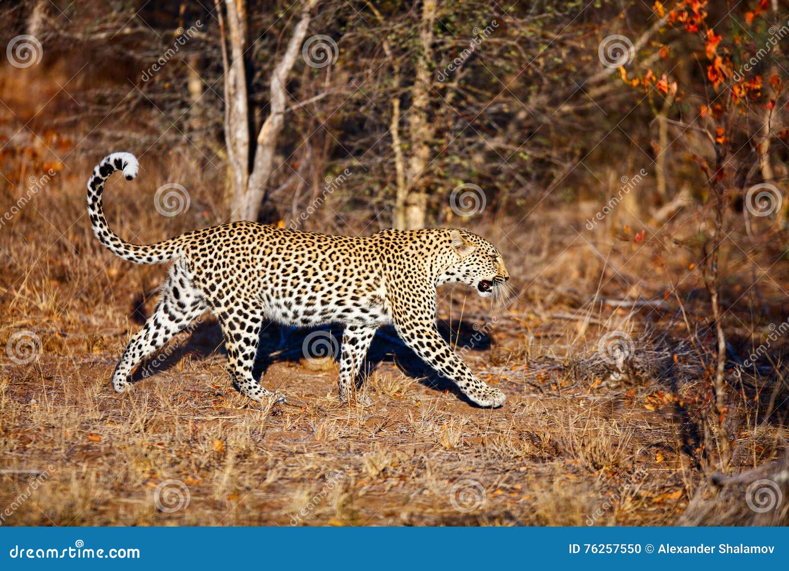 Young leopard stock photo. Image of animal, savannah - 76257550