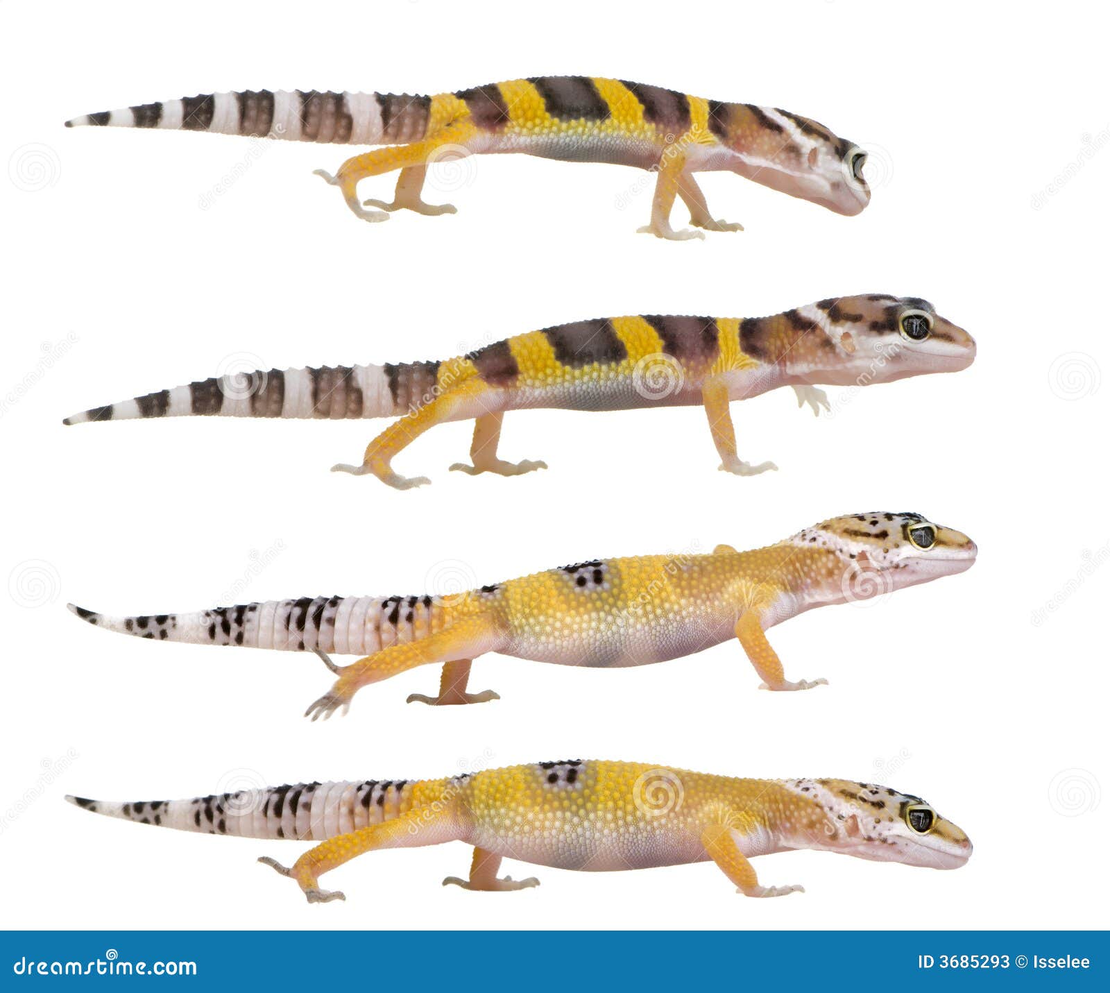 Young Leopard Gecko - Eublepharis Macularius Stock Image - Image of ...