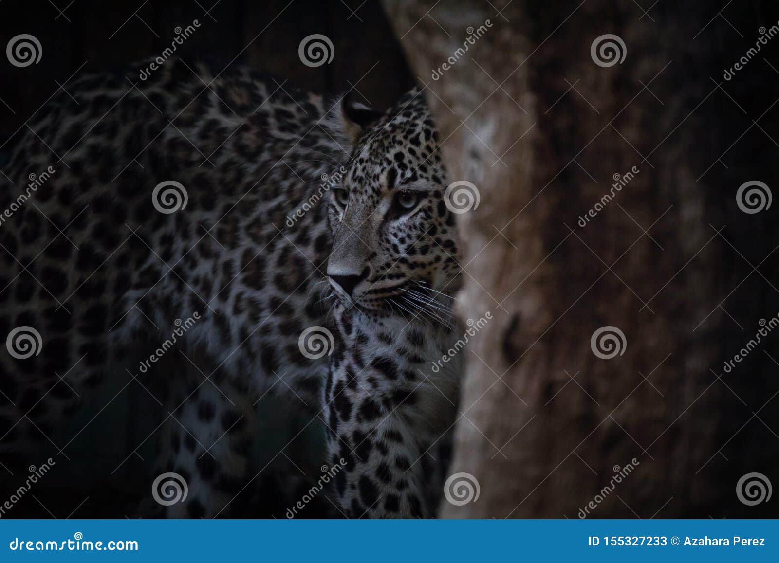 Young Leopard Hidden in the Shadows Stock Image - Image of feline ...