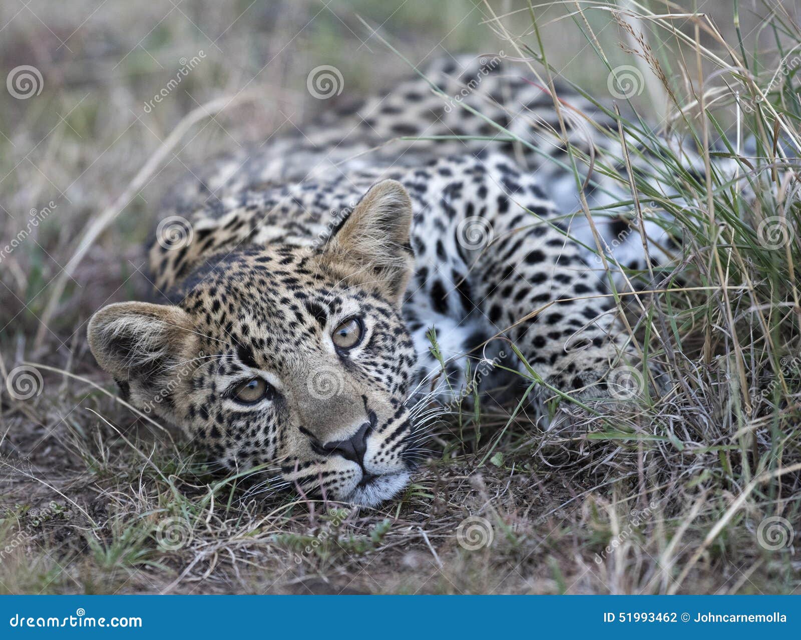 Young leopard. stock photo. Image of africa, masai, looking - 51993462