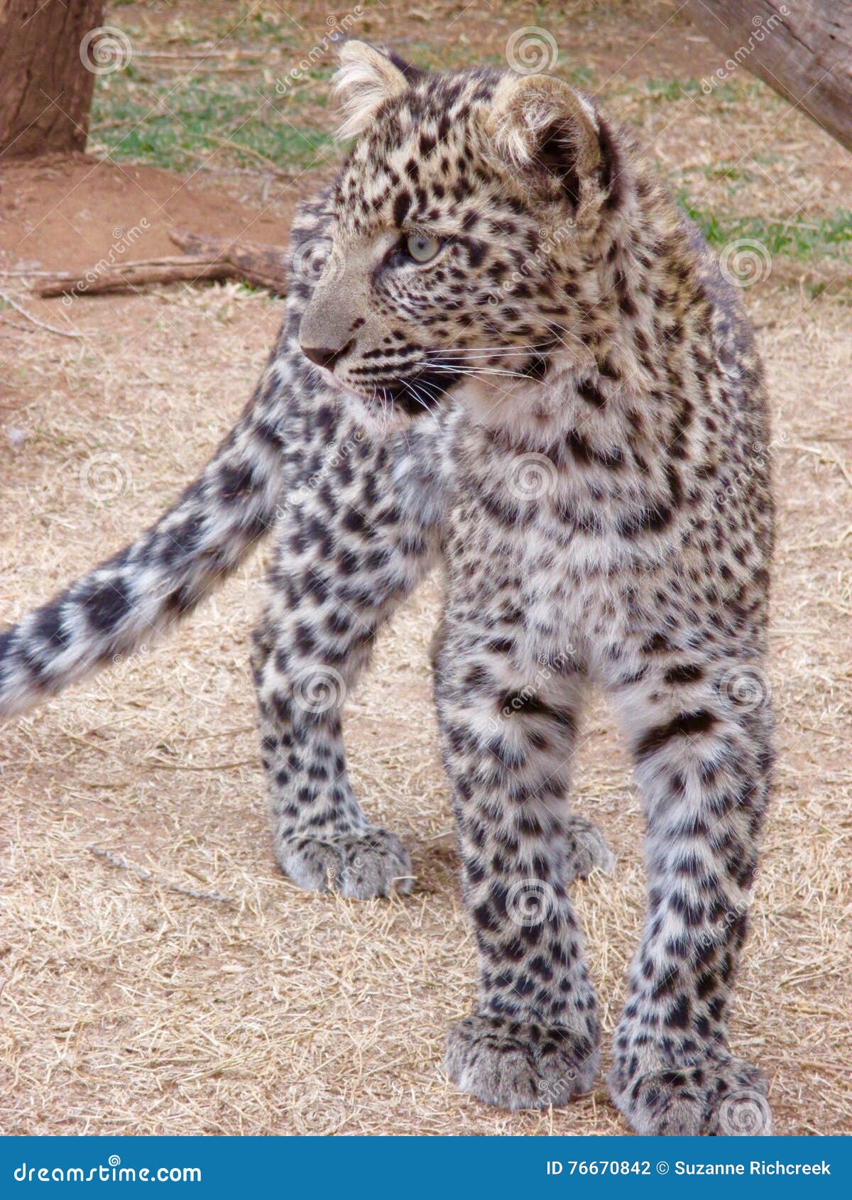Young leopard looking stock photo. Image of africa, spots - 76670842