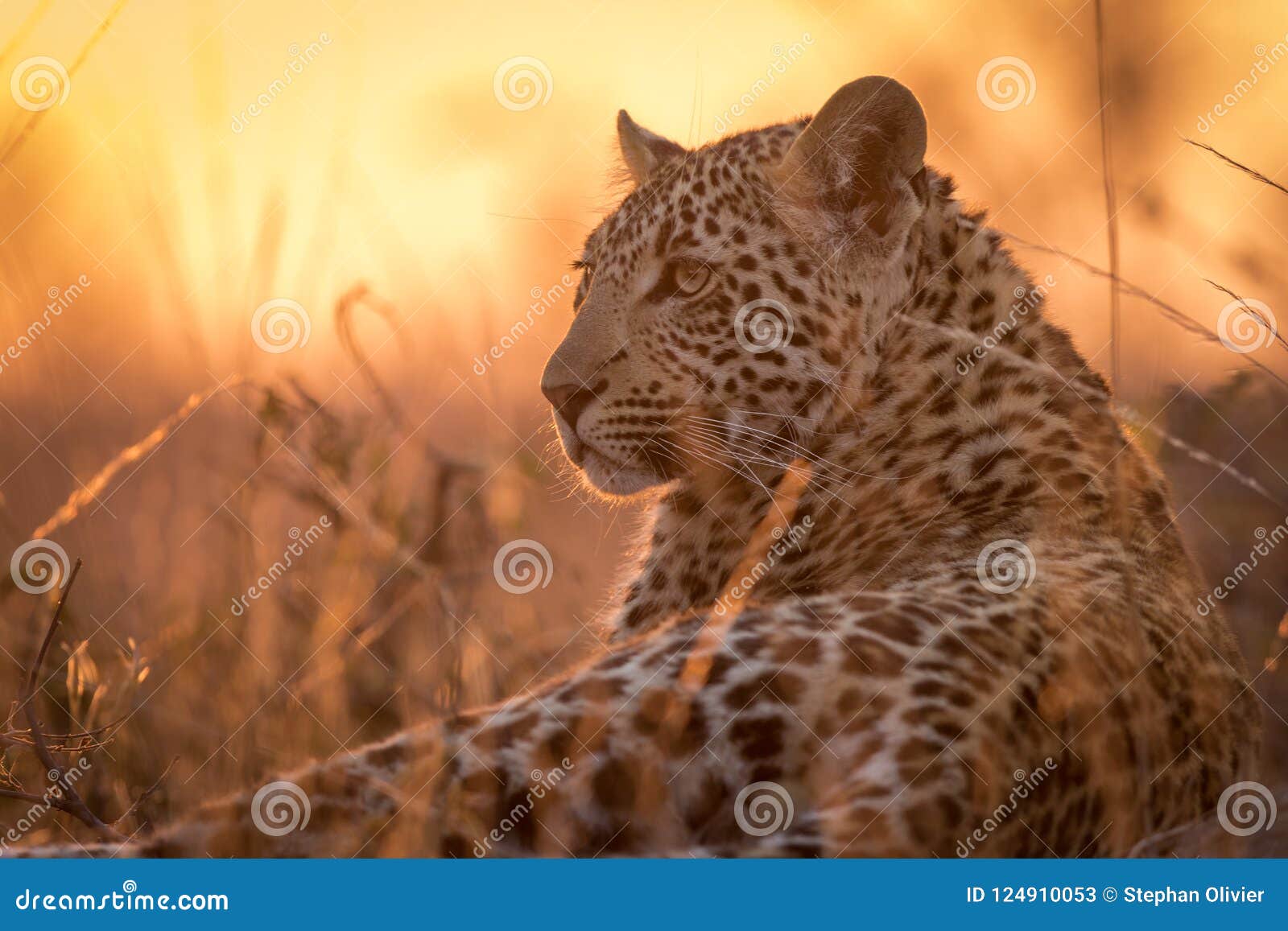 Portrait of a Young Leopard at Sunset. Stock Image - Image of cute ...