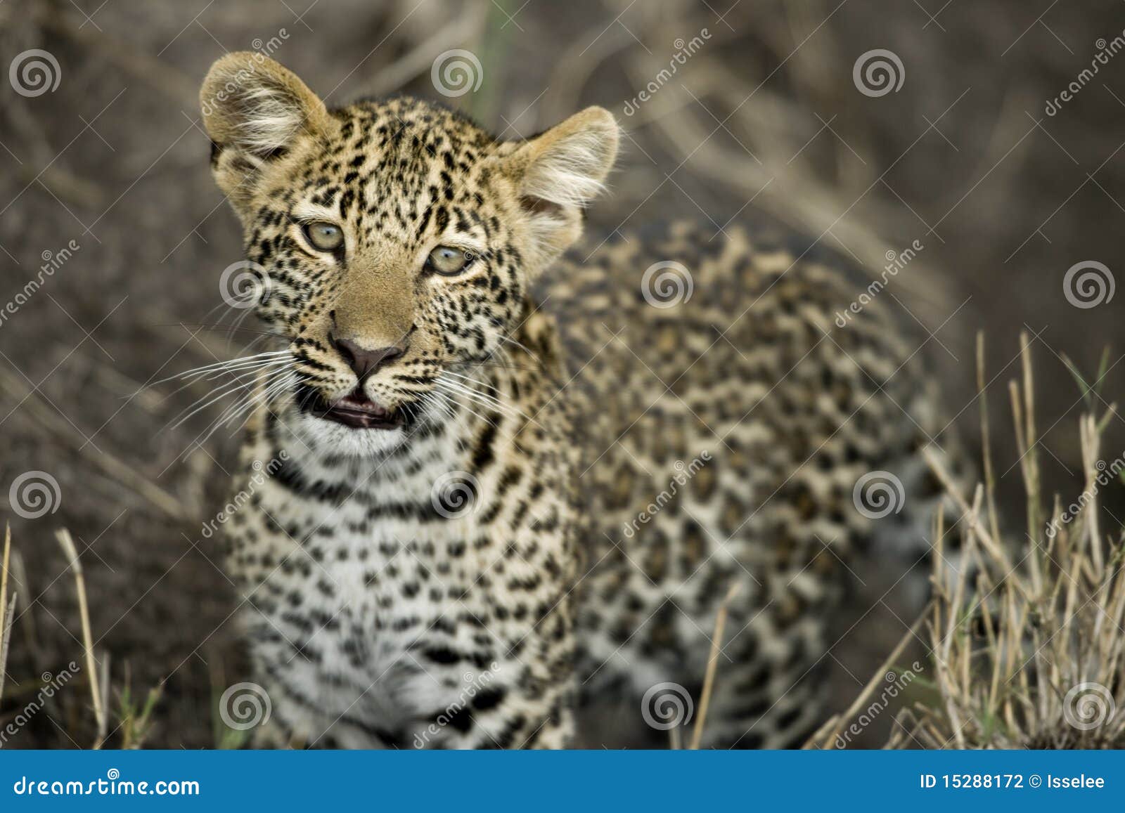 Young Leopard in Serengeti, Tanzania Stock Photo - Image of tanzania ...
