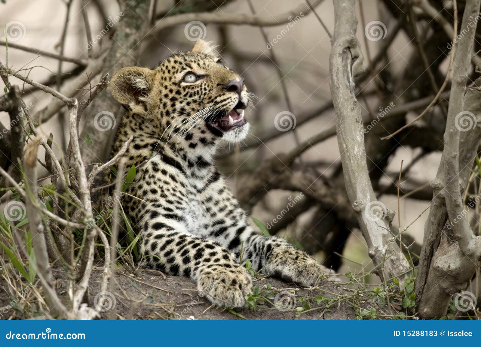 Young Leopard in Serengeti, Tanzania Stock Image - Image of tanzania ...