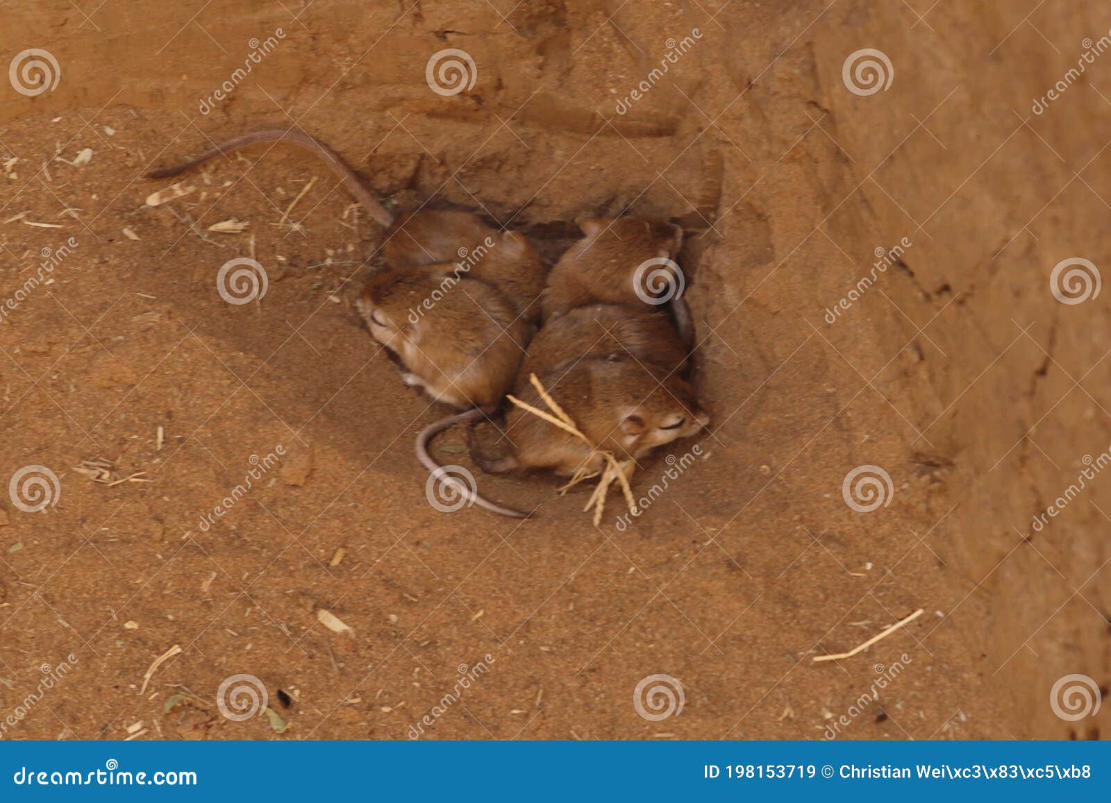 Young Lesser Jerboa, Jaculus Jaculus Stock Image - Image of mouse ...