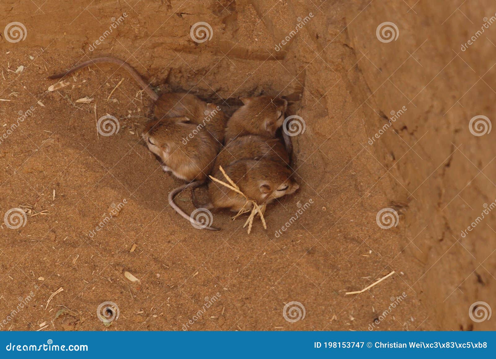 Young Lesser Jerboa, Jaculus Jaculus Stock Image - Image of egypt ...