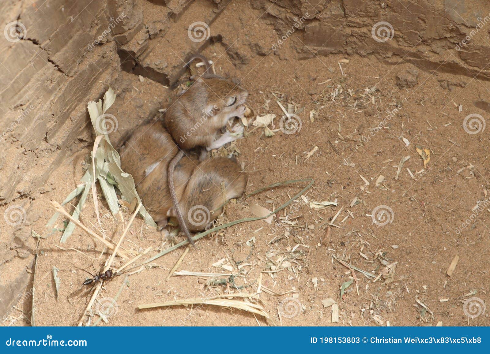 Young Lesser Jerboa, Jaculus Jaculus Stock Image - Image of cozy ...