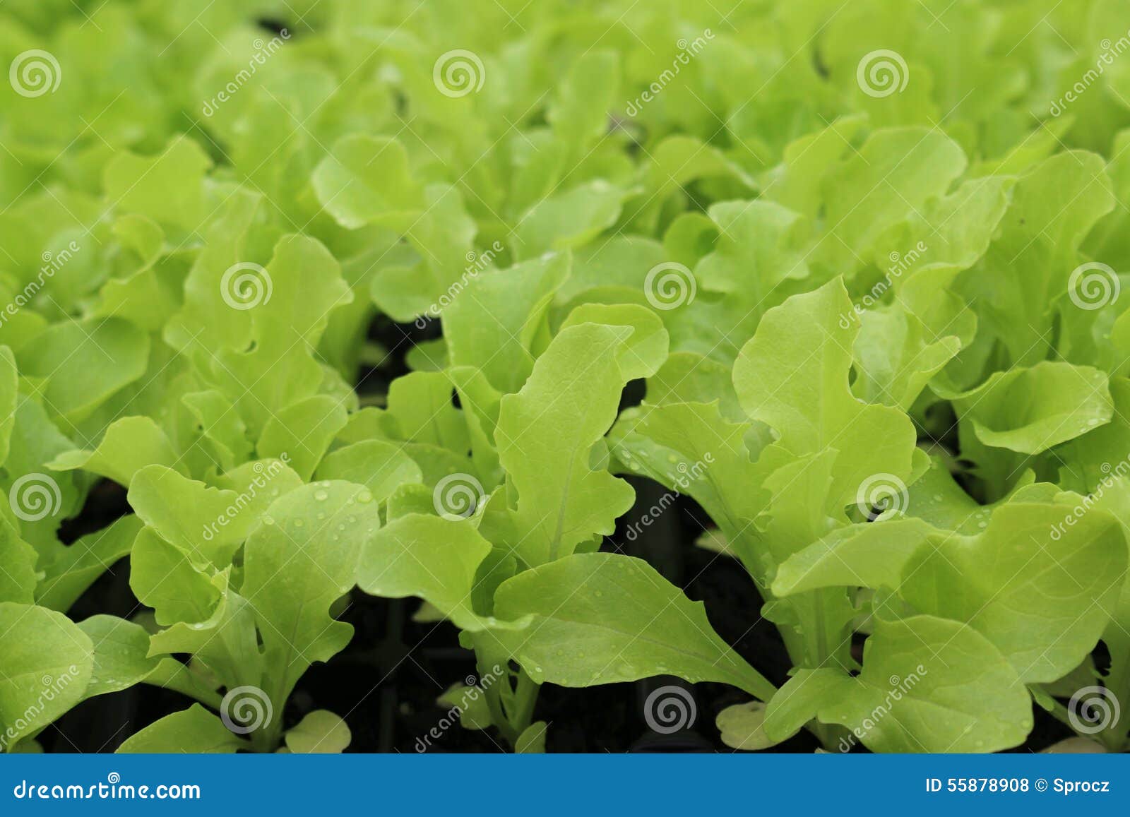 Young Lettuce Plants stock photo. Image of green, leaf - 55878908