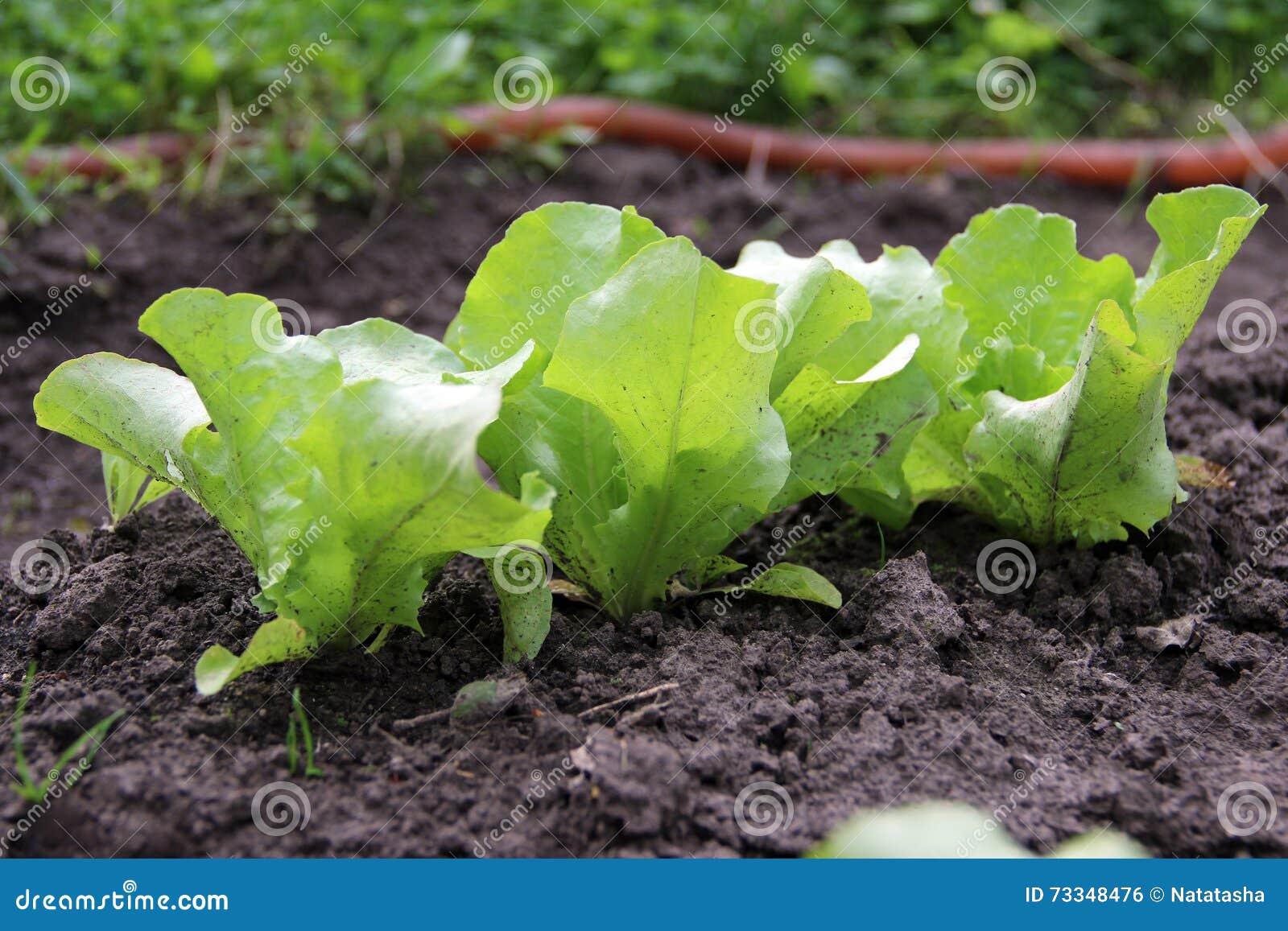 Young Lettuce Sprouts Sprouted From That Ground In The Spring, Turned ...