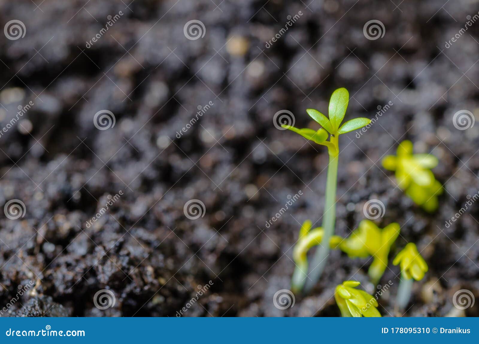 Young Lettuce Sprouts Sprouted from that Ground in the Spring, Turned ...