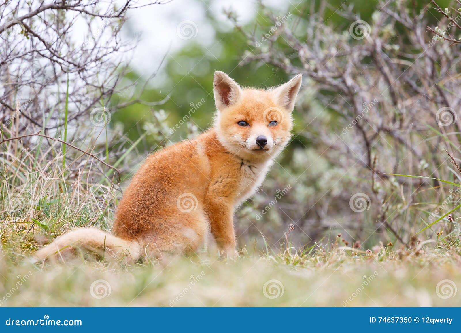 Young life stock photo. Image of redfox, young, mammal - 74637350