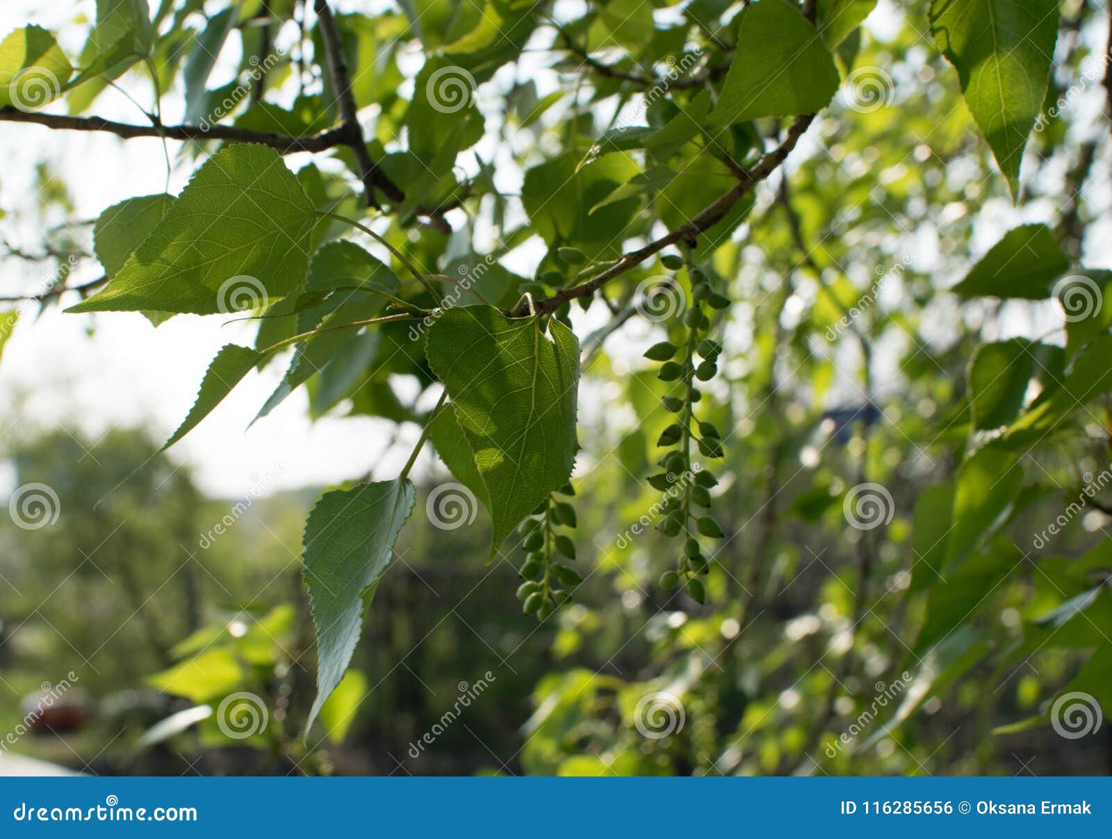 Young Light Green Spring Leaves Stock Photo - Image of foliage ...