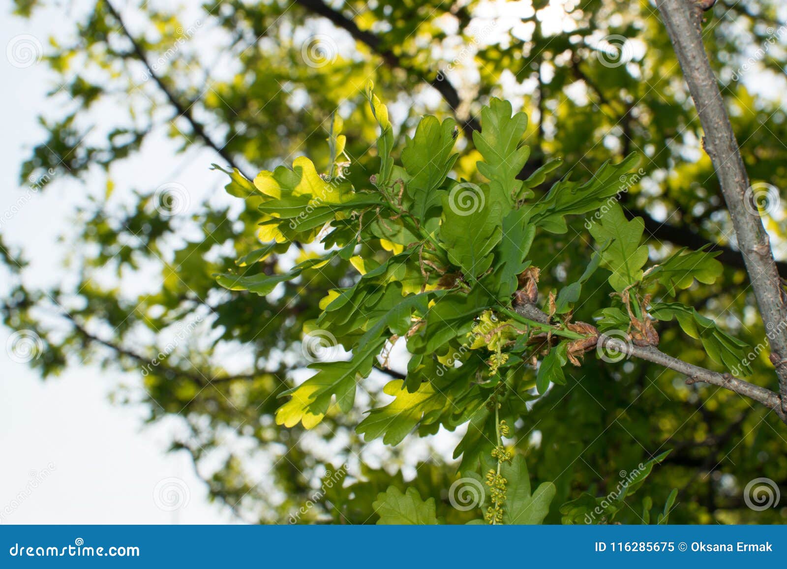Young Light Green Spring Leaves Stock Image - Image of beautiful ...