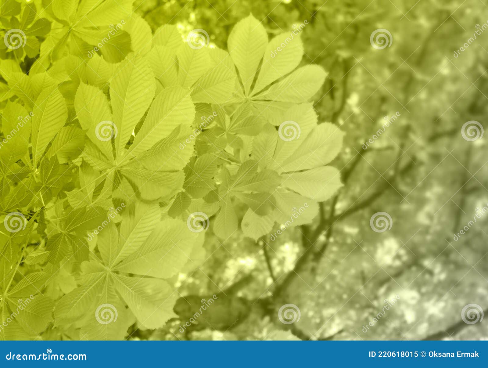 Young Light Green Spring Leaves Stock Image - Image of young ...