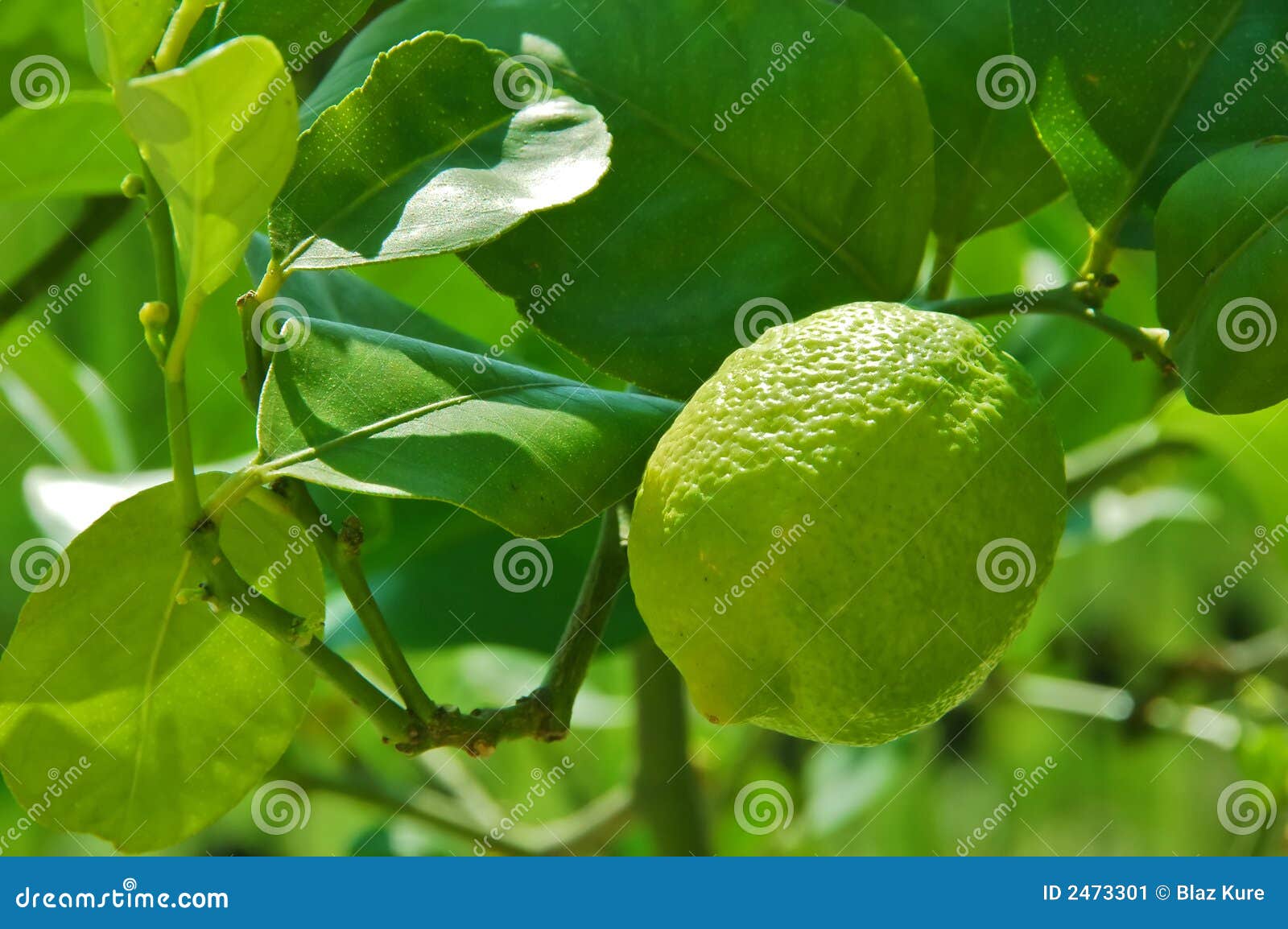 Young lime on the tree stock image. Image of orange, healthy - 2473301
