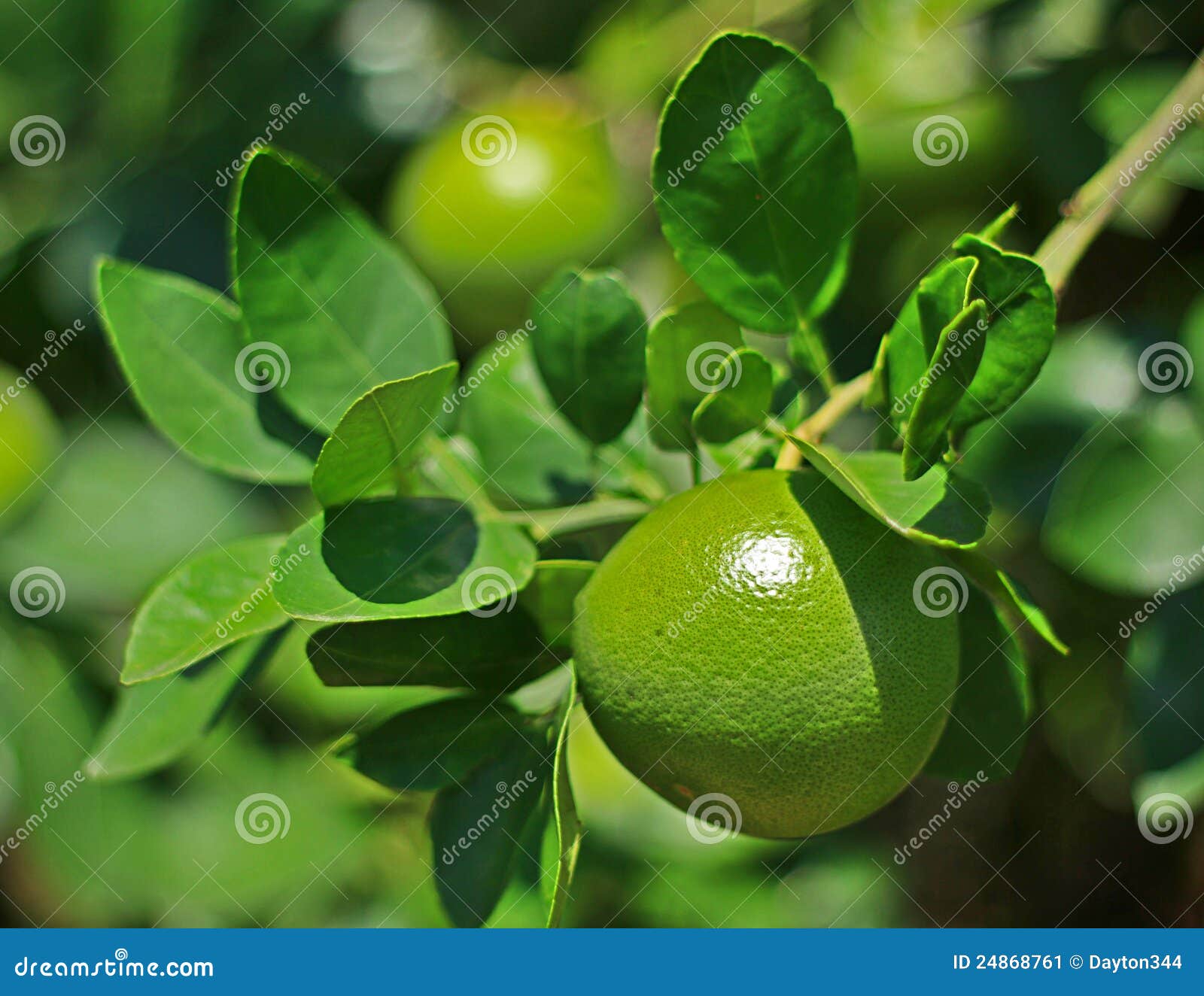 Young Lime on Tree stock image. Image of natural, greek - 24868761