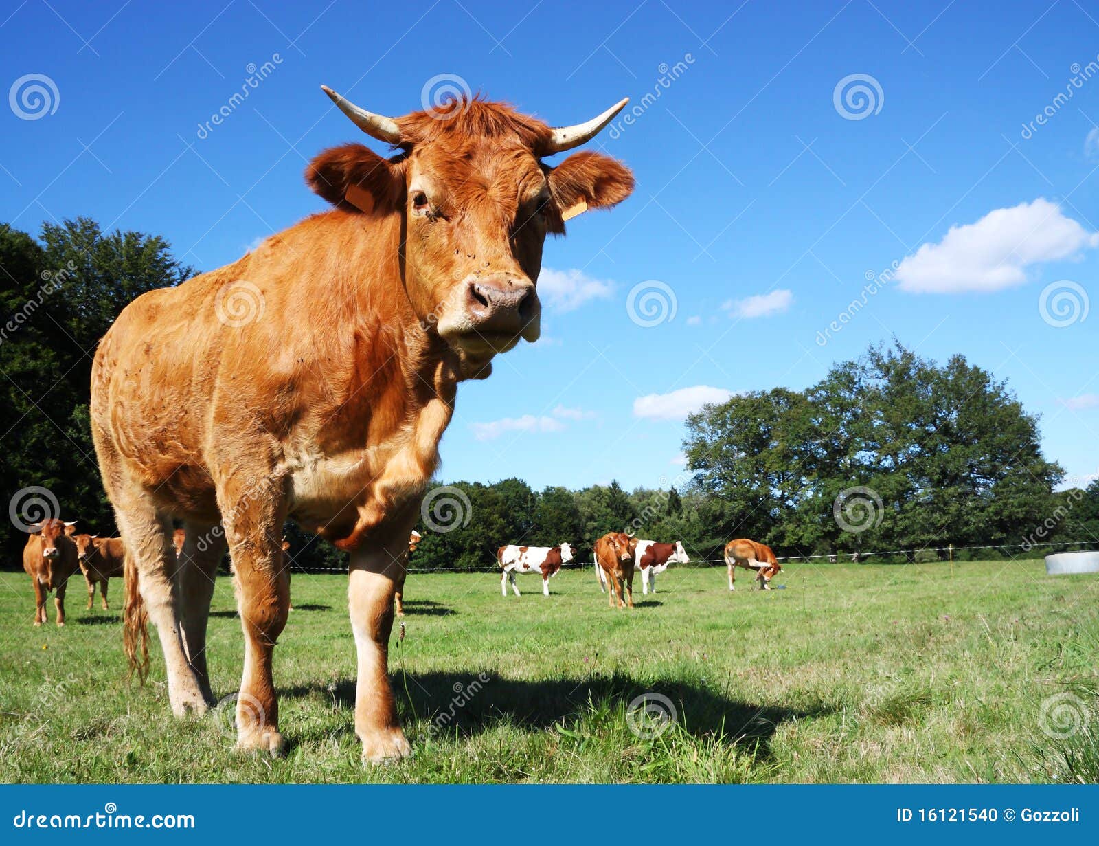 Young Limousin Cow Heifer stock photo. Image of animals - 16121540