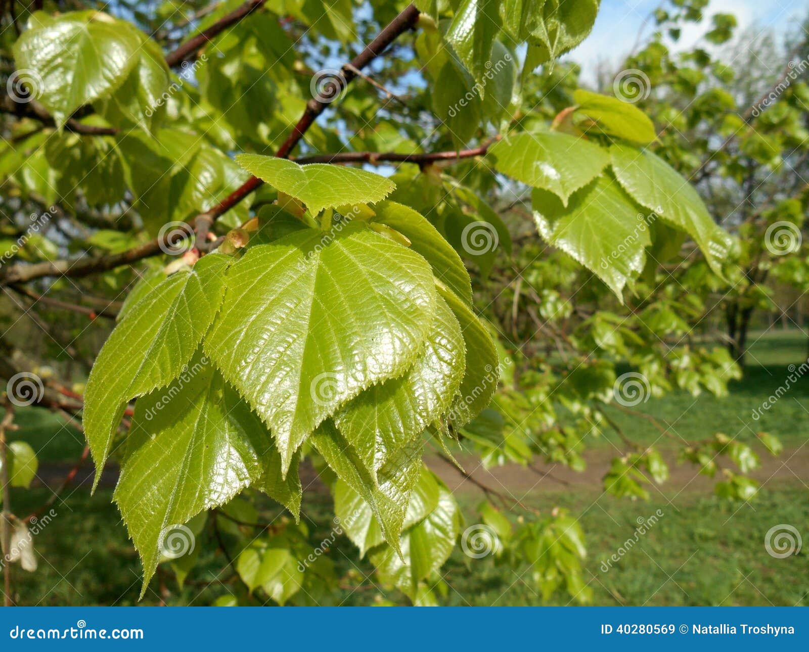 Young Linden Green Foliage Landscape Stock Image - Image of nature ...