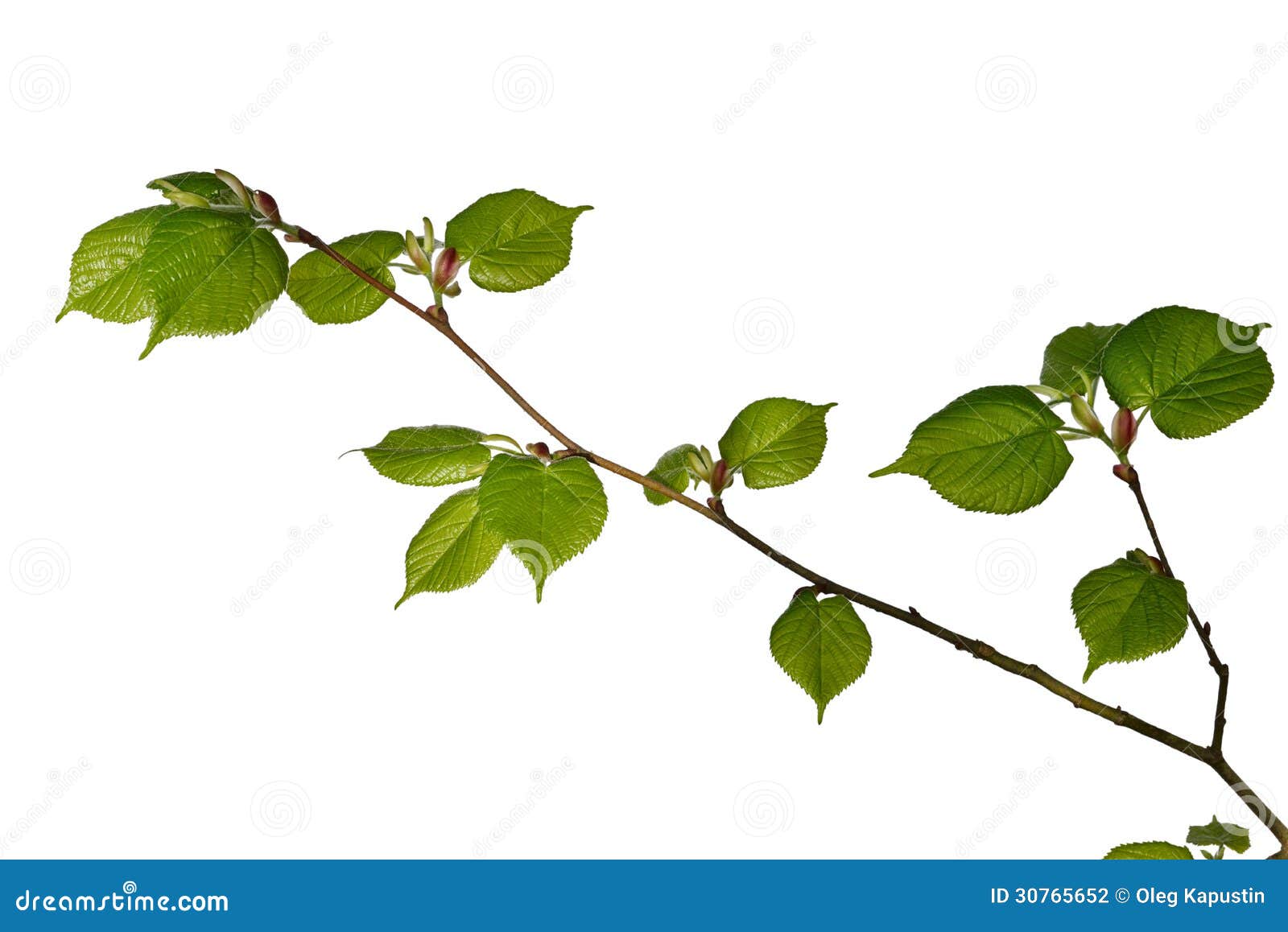 Young linden tree stock photo. Image of leaf, spring - 30765652