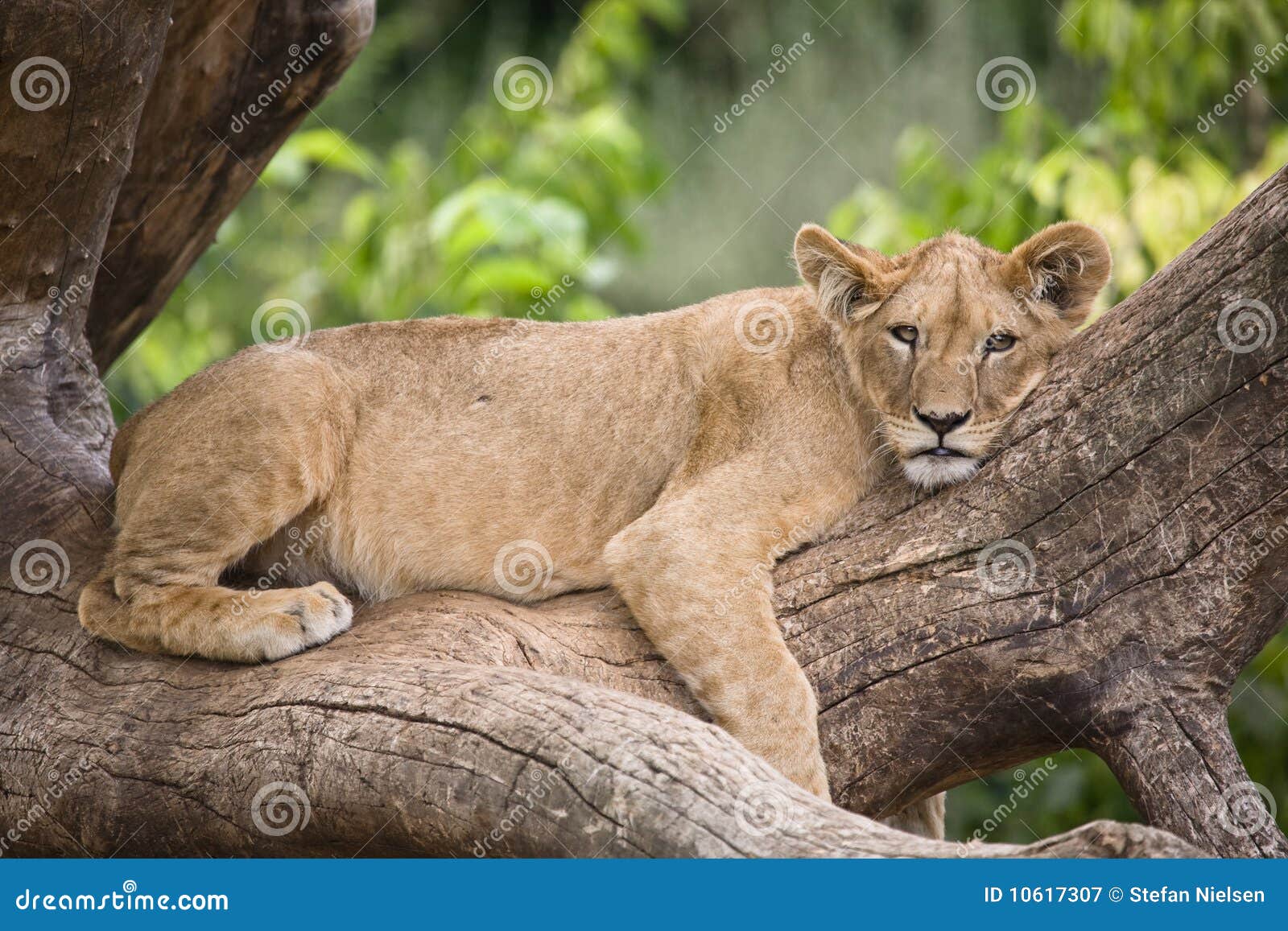Young lion stock image. Image of predator, vulnerable - 10617307