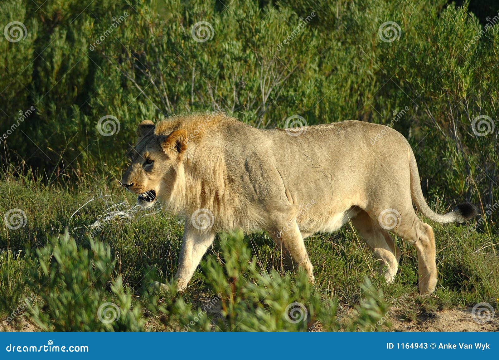 Young lion stock image. Image of walks, walking, view - 1164943