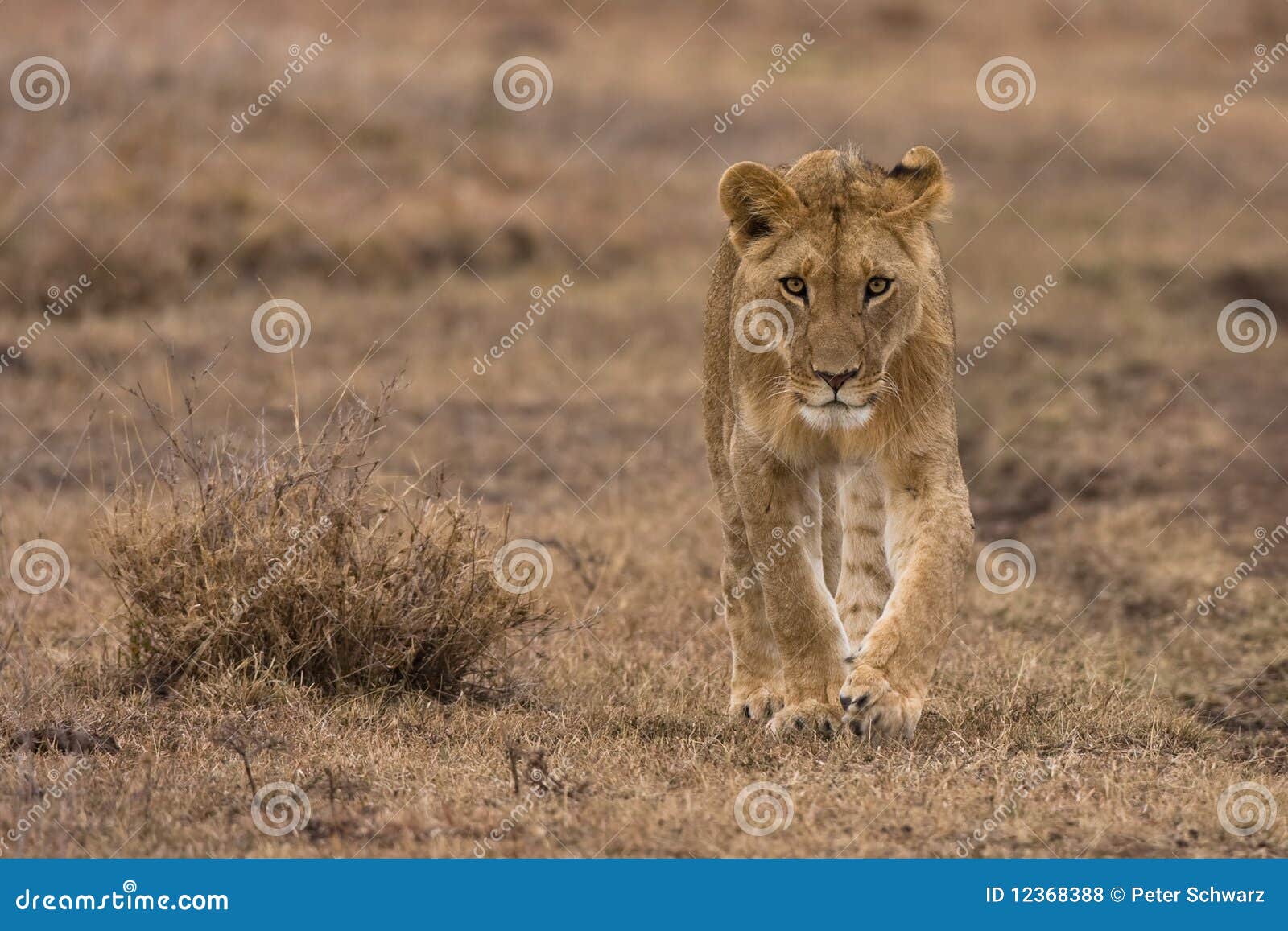 Young lion stock photo. Image of hunt, body, mammal, savanna - 12368388