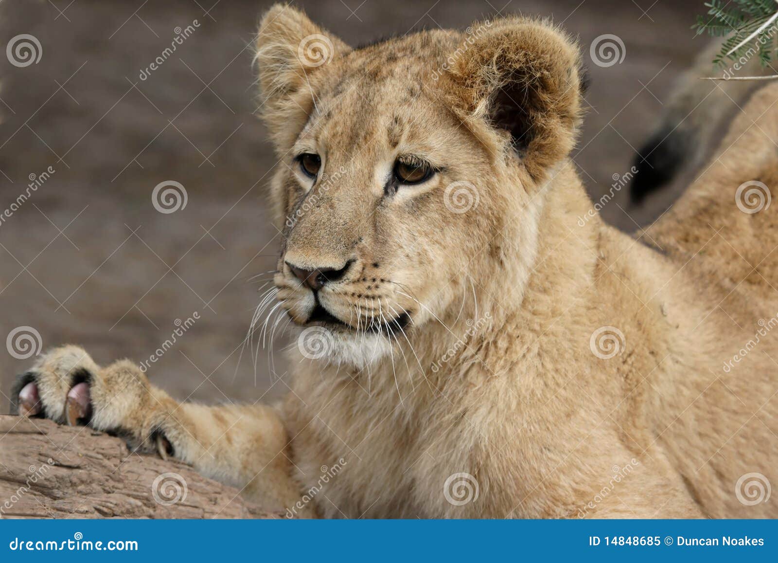Young Lion stock image. Image of outdoors, grip, africa - 14848685