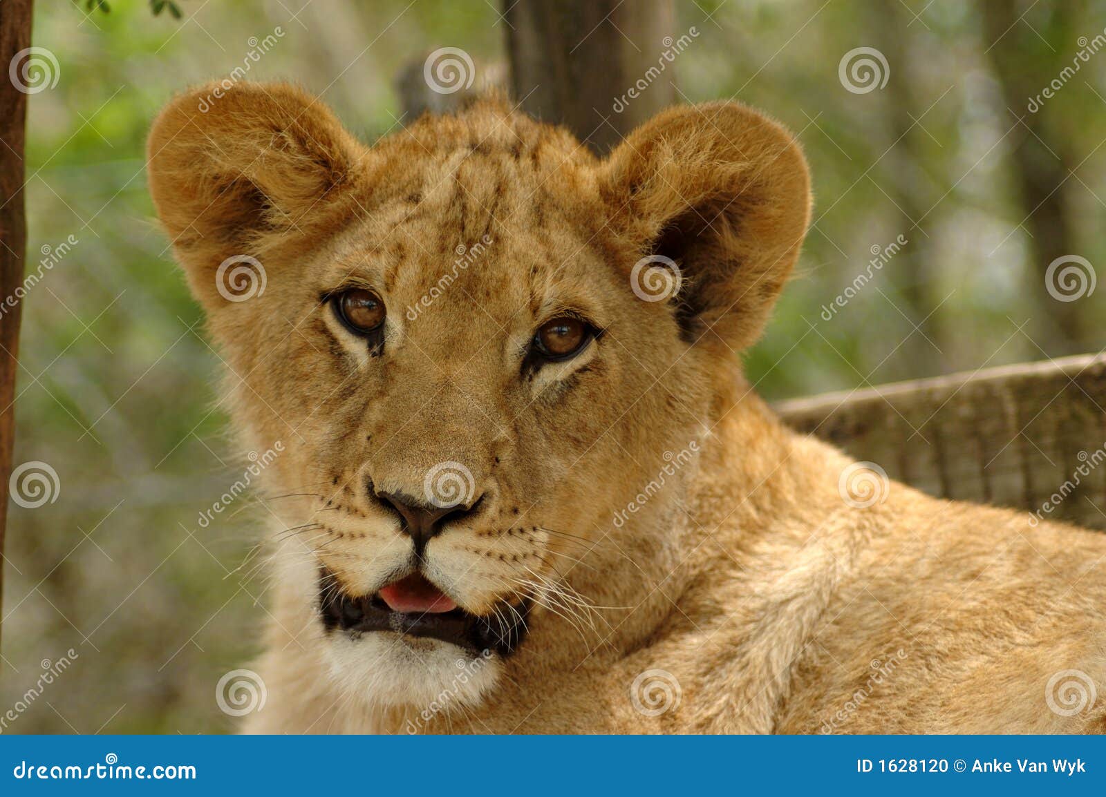 Young lion stock photo. Image of foliage, looks, stares - 1628120